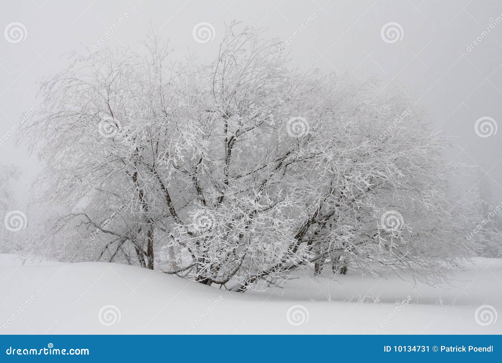 Snow-capped Tree after Blizzard Stock Image - Image of branch ...