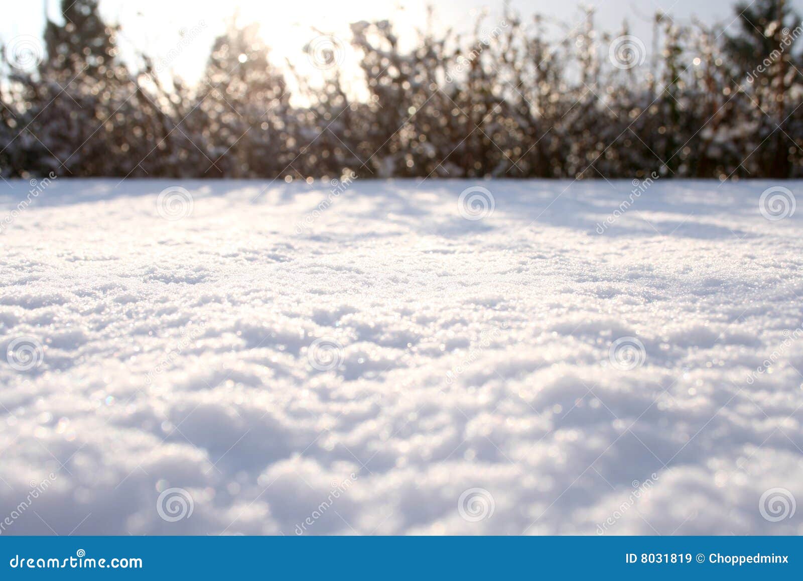 Snow carpet stock image. Image of white, snow, snowy, bush - 8031819