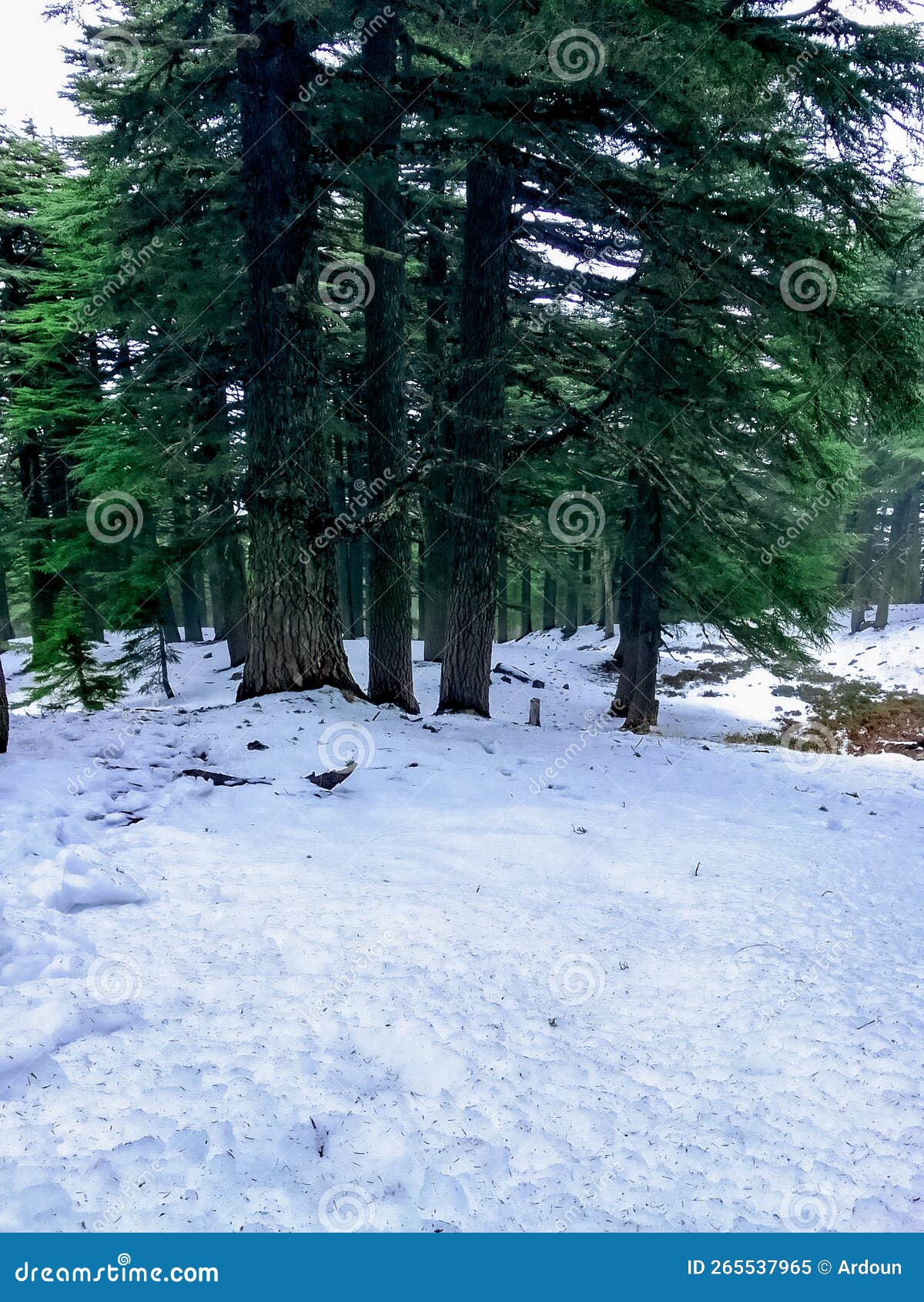 Snow between cedar trees stock image. Image of natural - 265537965