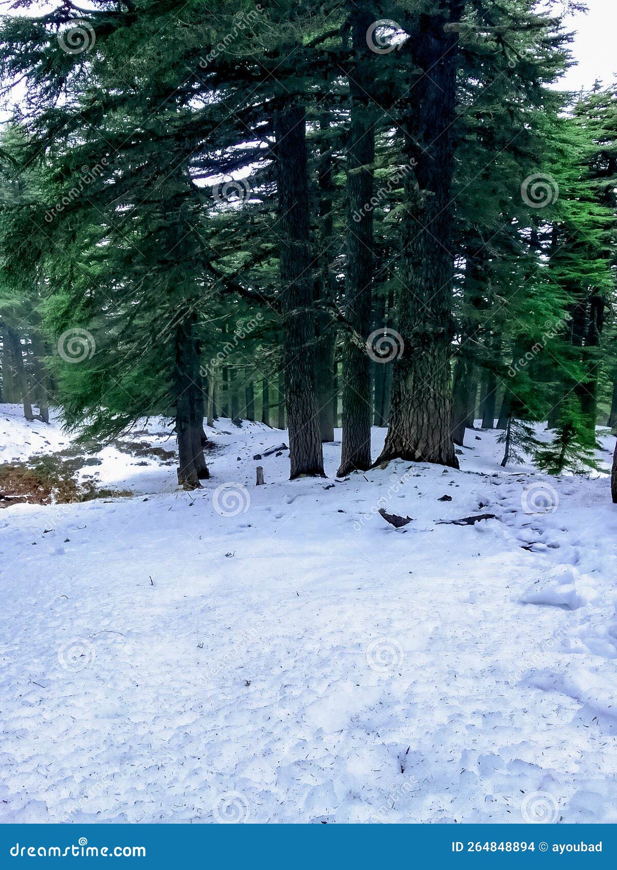 Snow between cedar trees stock photo. Image of sight - 264848894