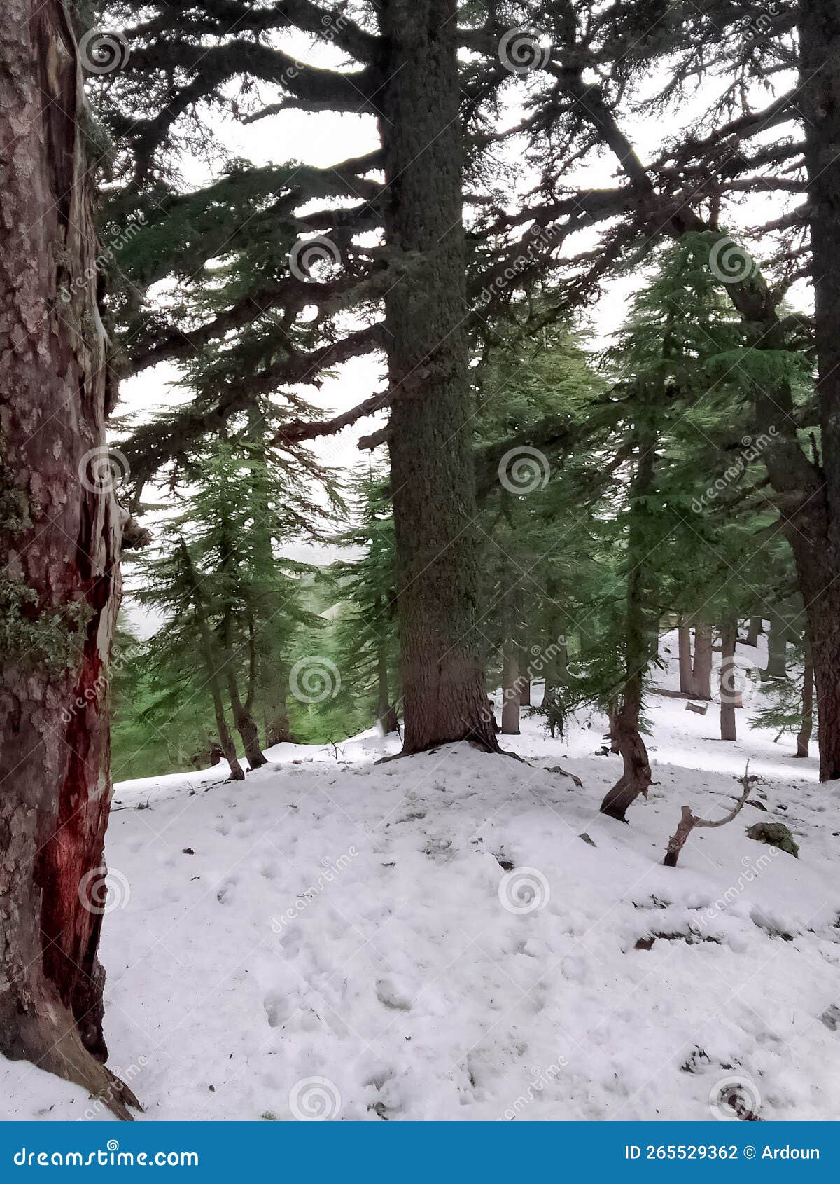 Snow among the cedars stock photo. Image of mount, road - 265529362