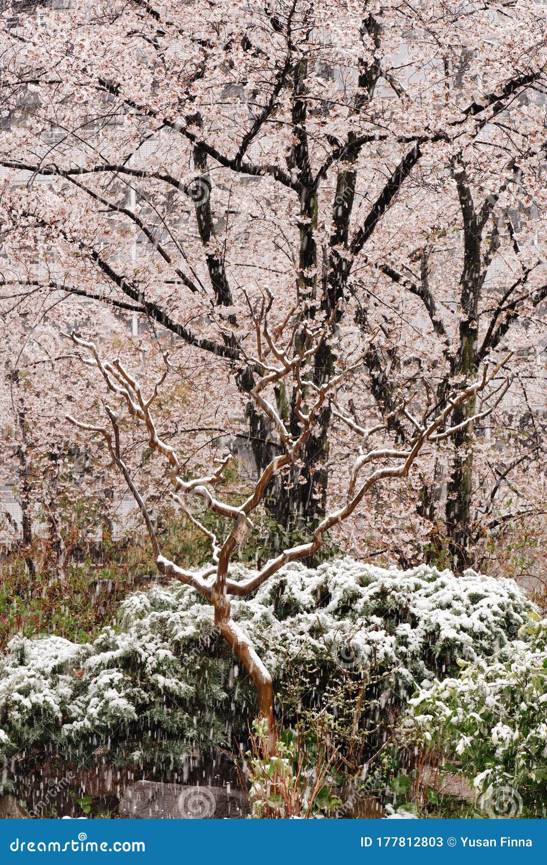 Snow on Cherry Blossom / Sakura Spring Snow Stock Image - Image of ...