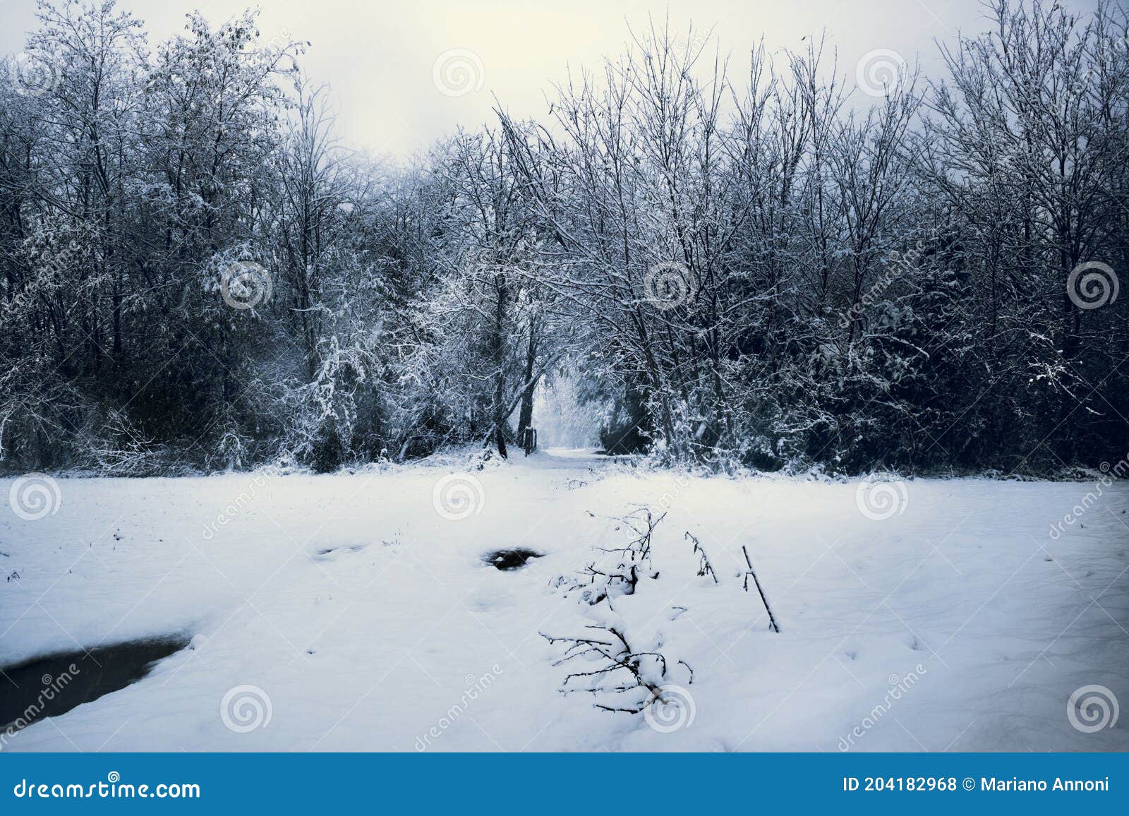 After snow chill stock photo. Image of winter, woodland - 204182968