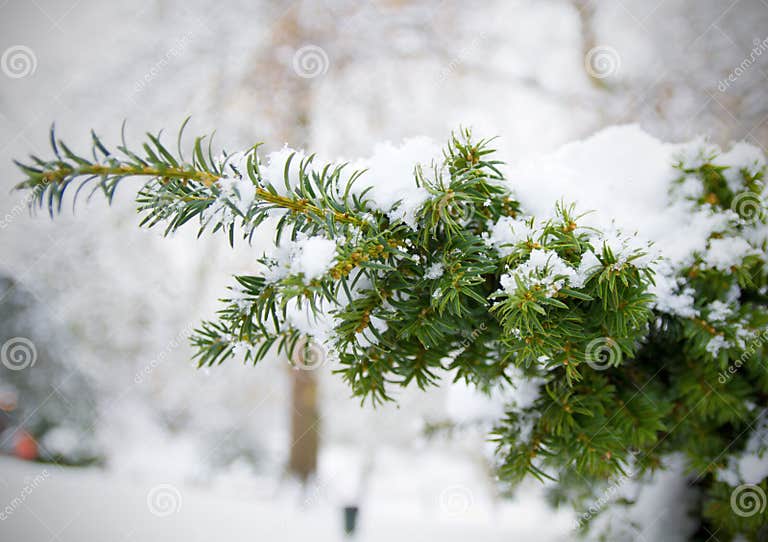 Snow on Christmas Tree stock photo. Image of background - 17489852