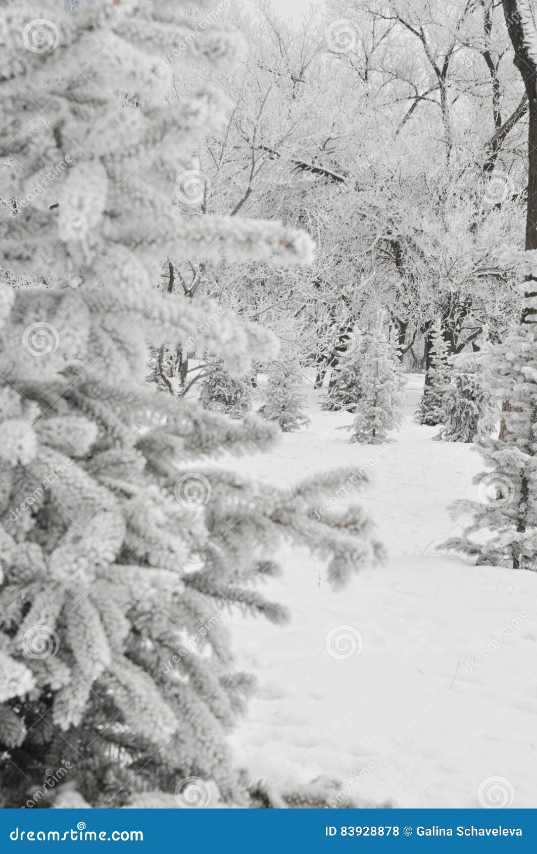 Snow-clad fir tree stock photo. Image of branches, february - 83928878