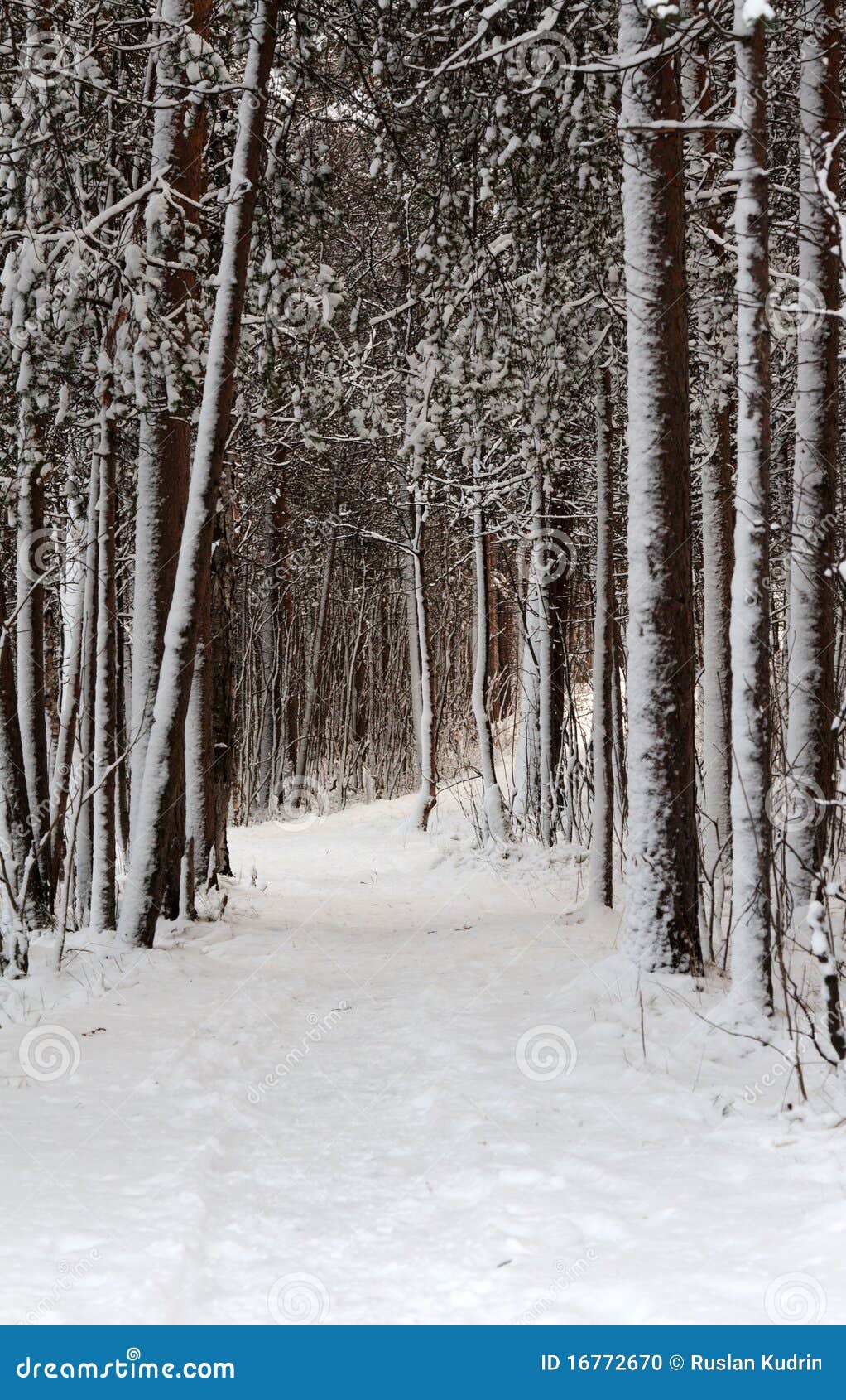 Snow-clad Lane in Winter Wood Stock Photo - Image of snow, track: 16772670
