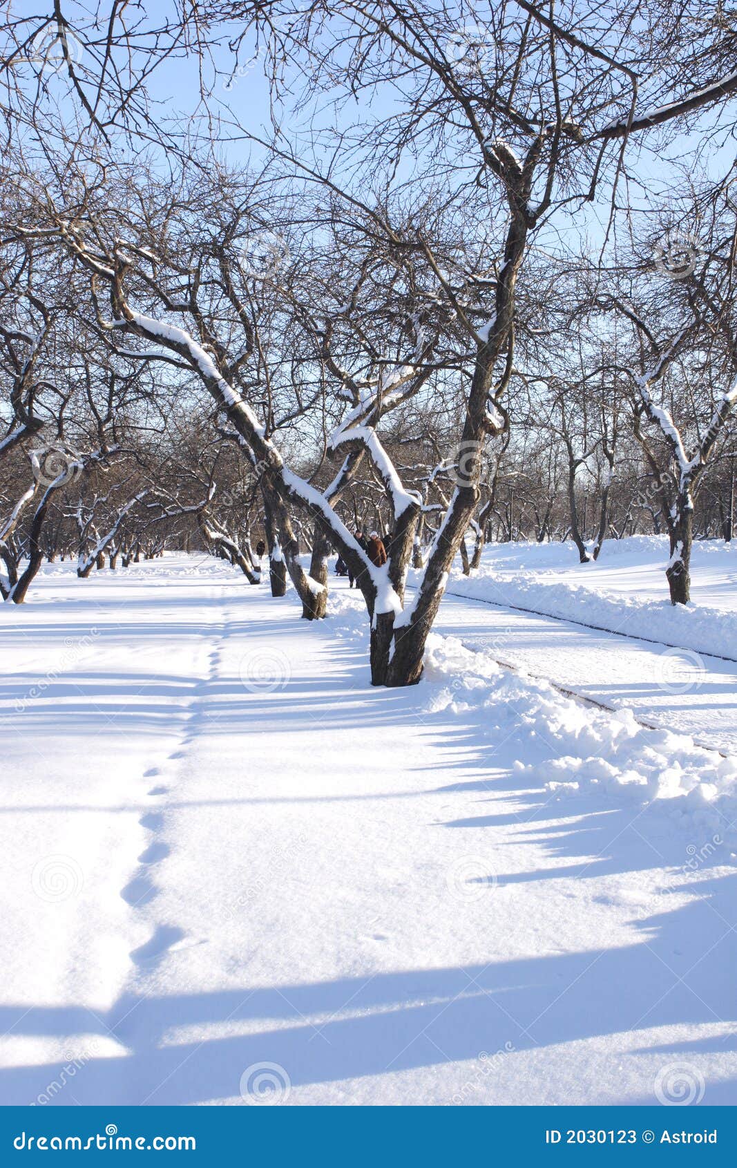 Snow-clad Tree stock image. Image of aple, trees, path - 2030123