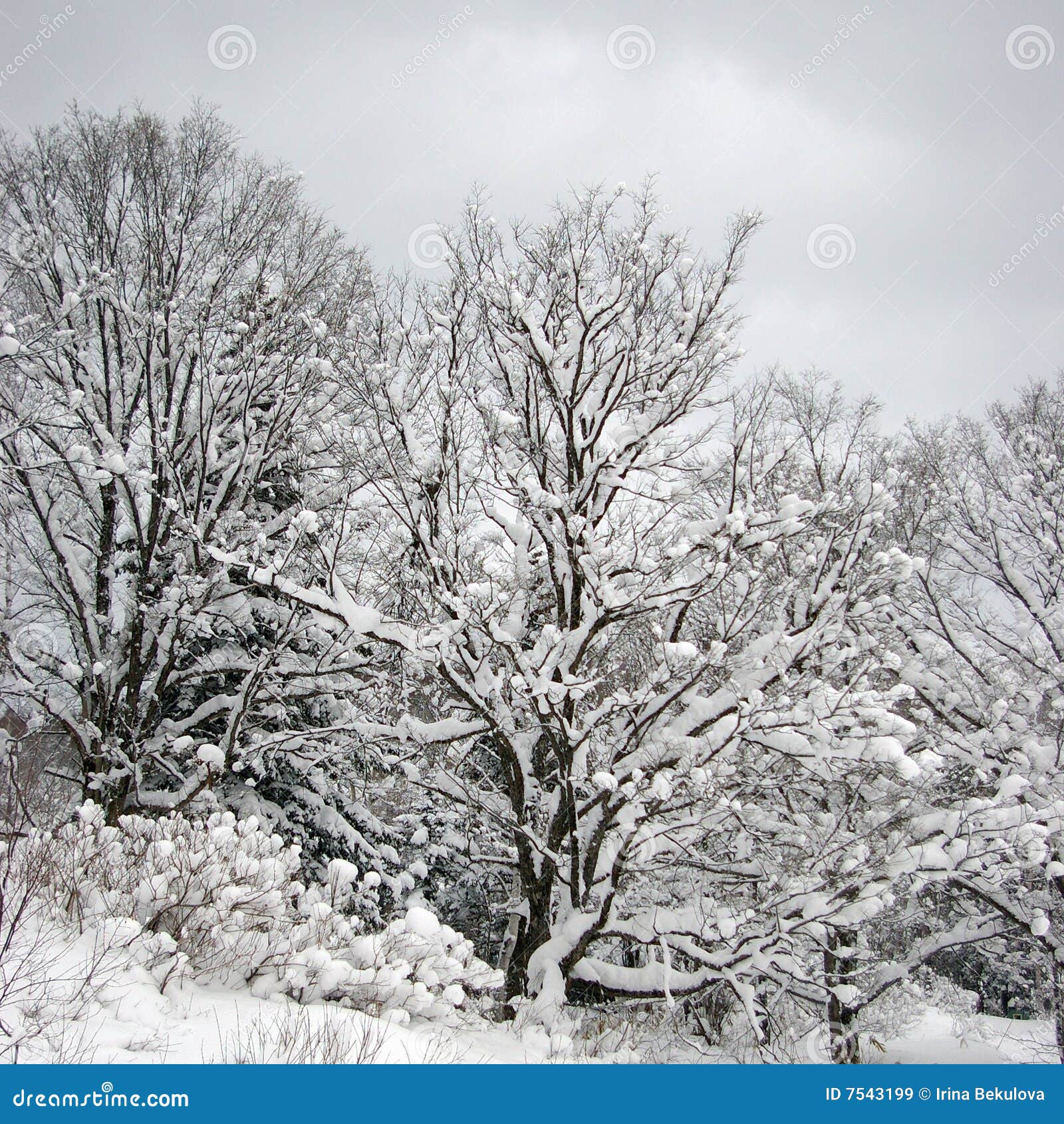 Snow-clad tree stock image. Image of december, winter - 7543199