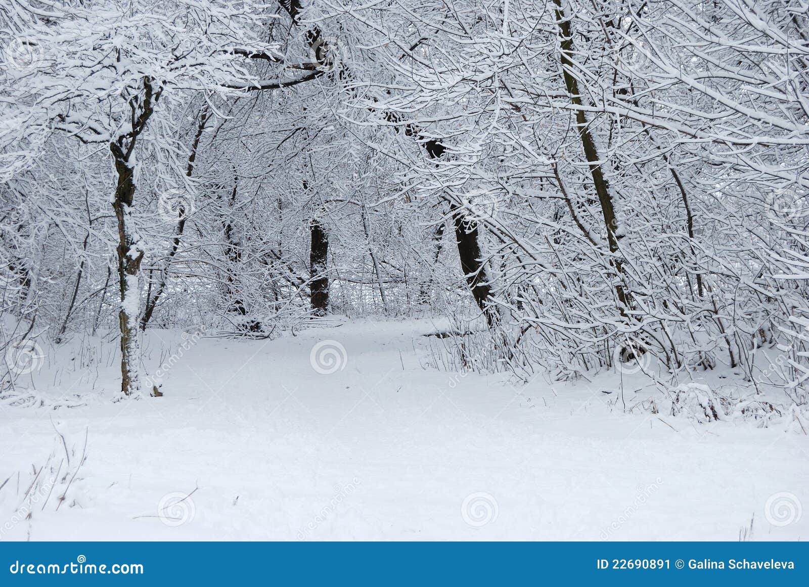 Snow-clad trees stock image. Image of landscape, chill - 22690891