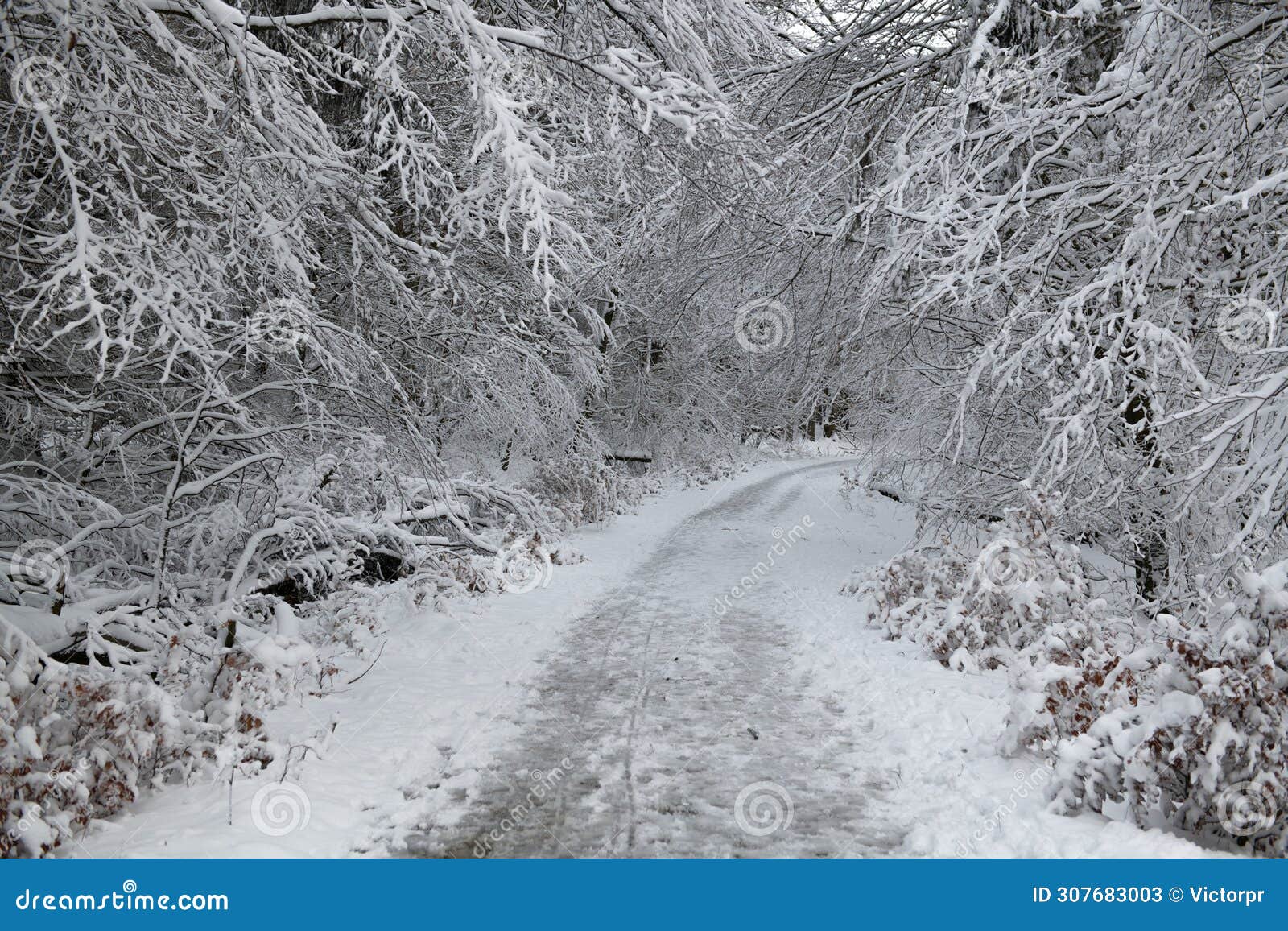 Snow-Clad Trees Arching Over a Secluded Forest Path Stock Image - Image ...