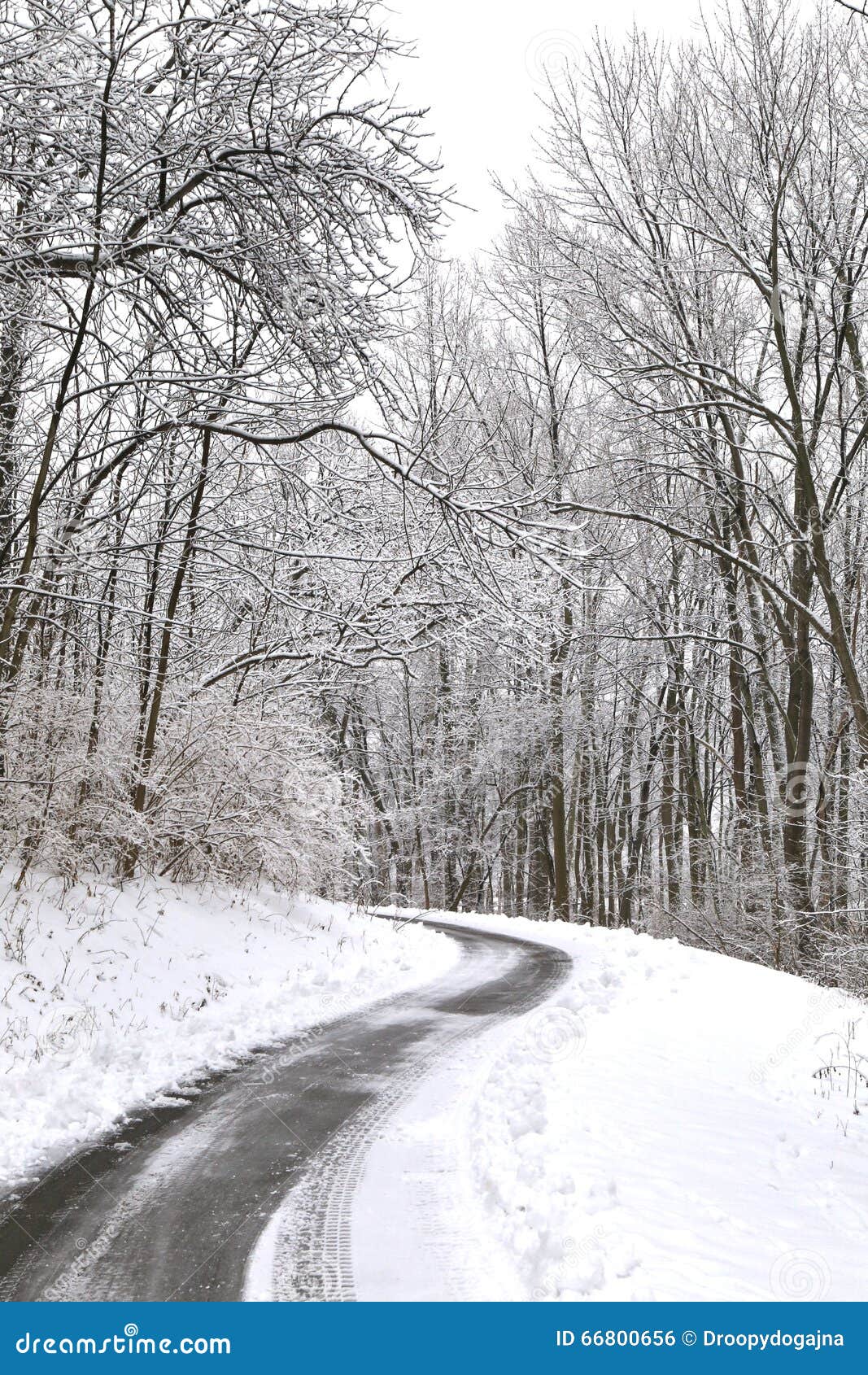 Snow Coated Trees stock photo. Image of foreground, beauty - 66800656