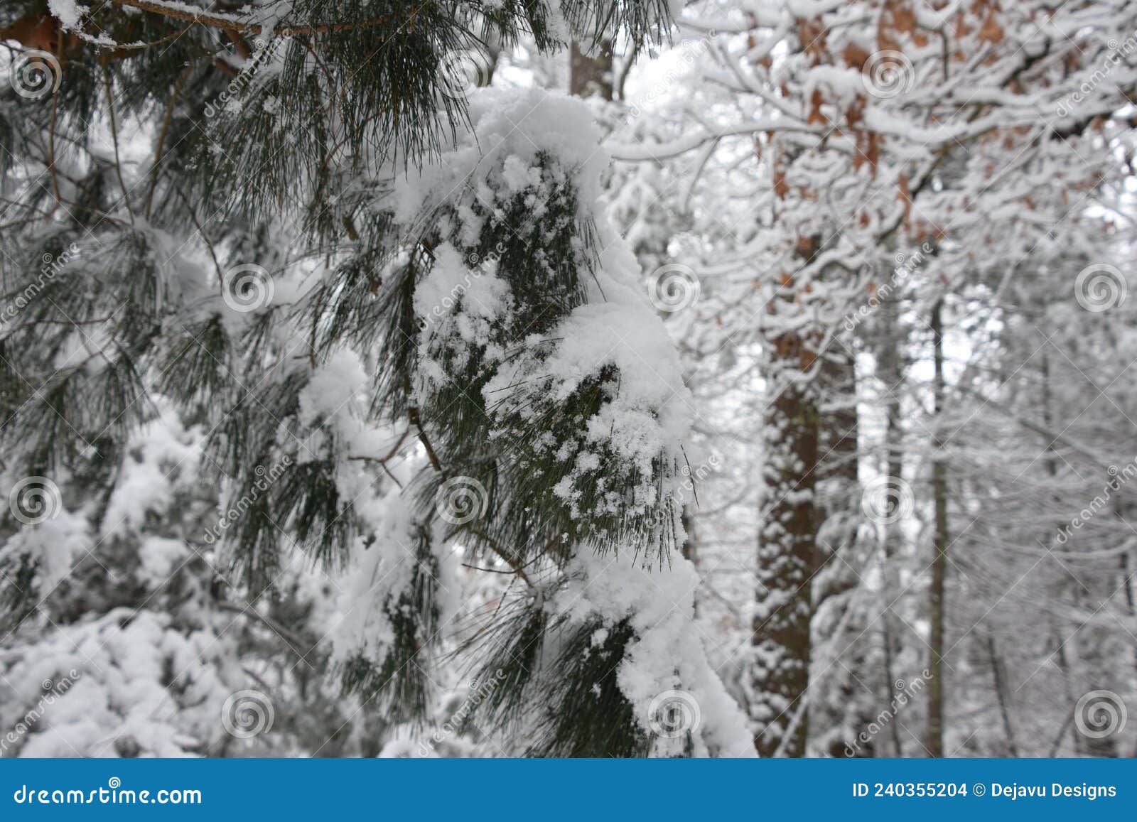 Snow Coating and Covering a Pine Bough in the Woods Stock Photo - Image ...