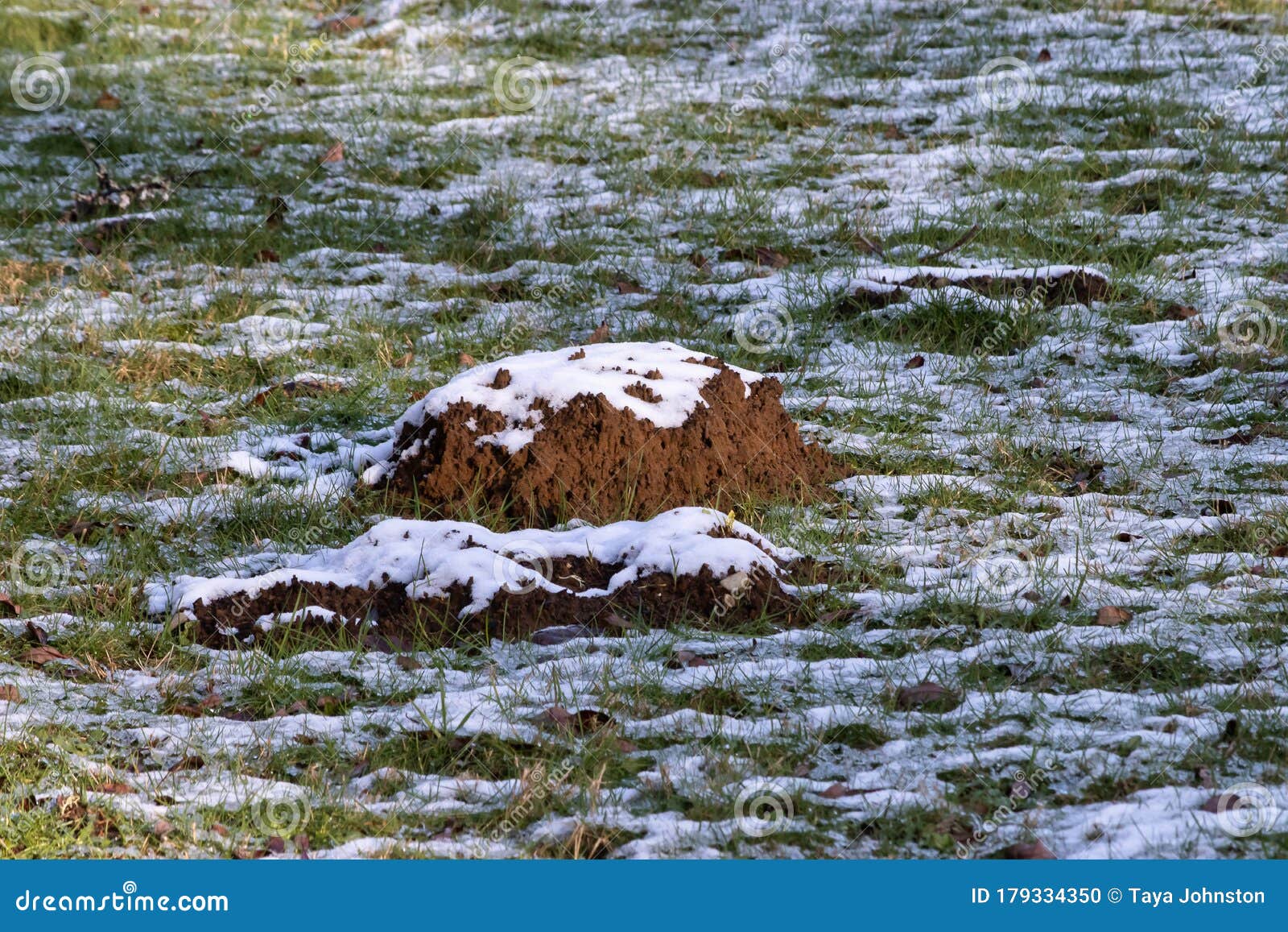 Snow Coating a Mole Hill in a Grassy Lawn Stock Photo - Image of garden ...