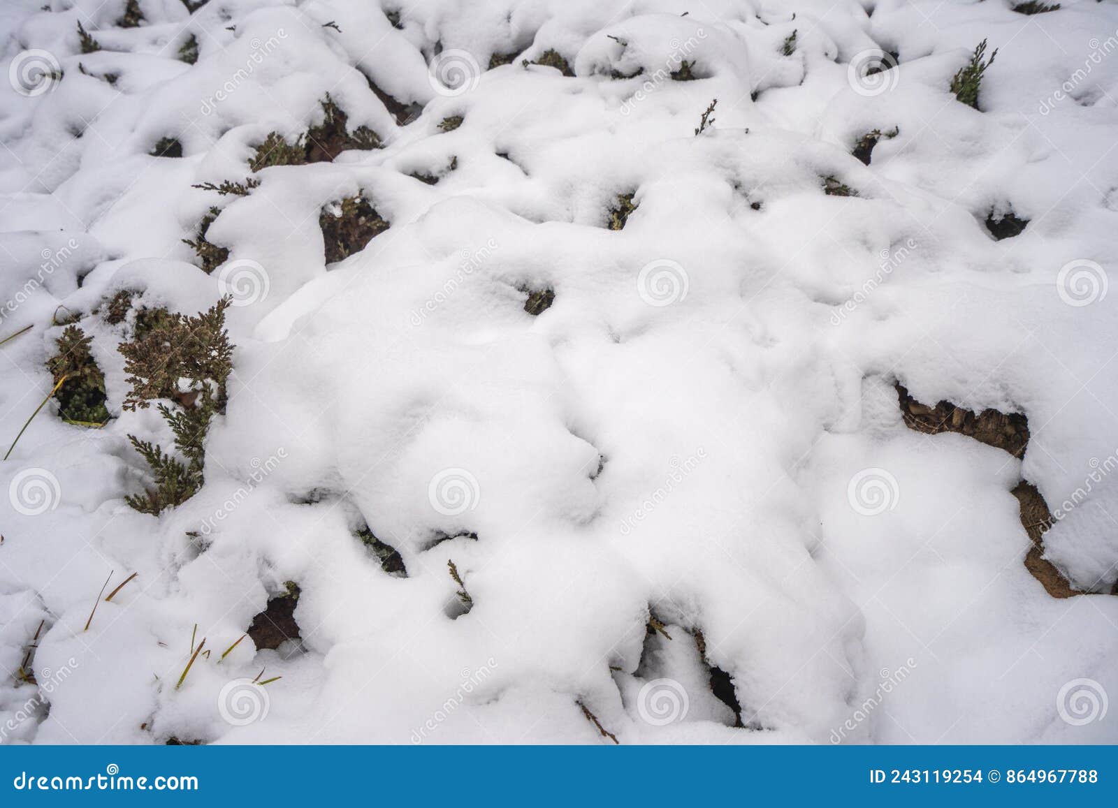 Snow on the Ground in Winter Stock Photo - Image of greening, tree ...
