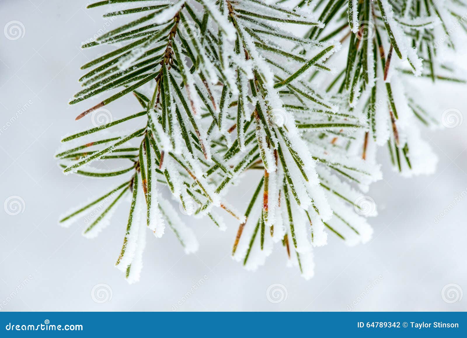 Snow Collected on Pine Needles Stock Photo - Image of point, eagle ...