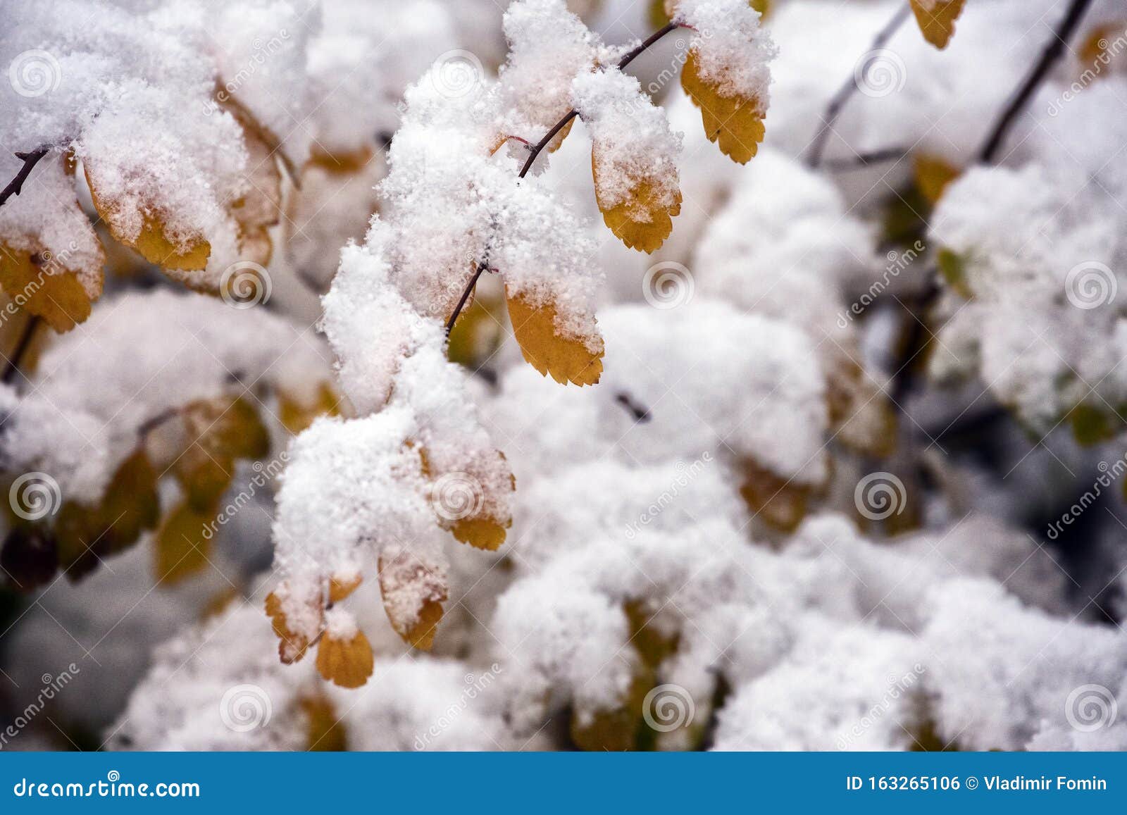 Snow on colored leaves. stock photo. Image of white - 163265106