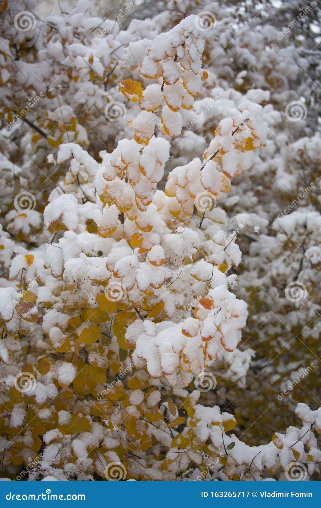 Snow on colored leaves. stock image. Image of texture - 163265717