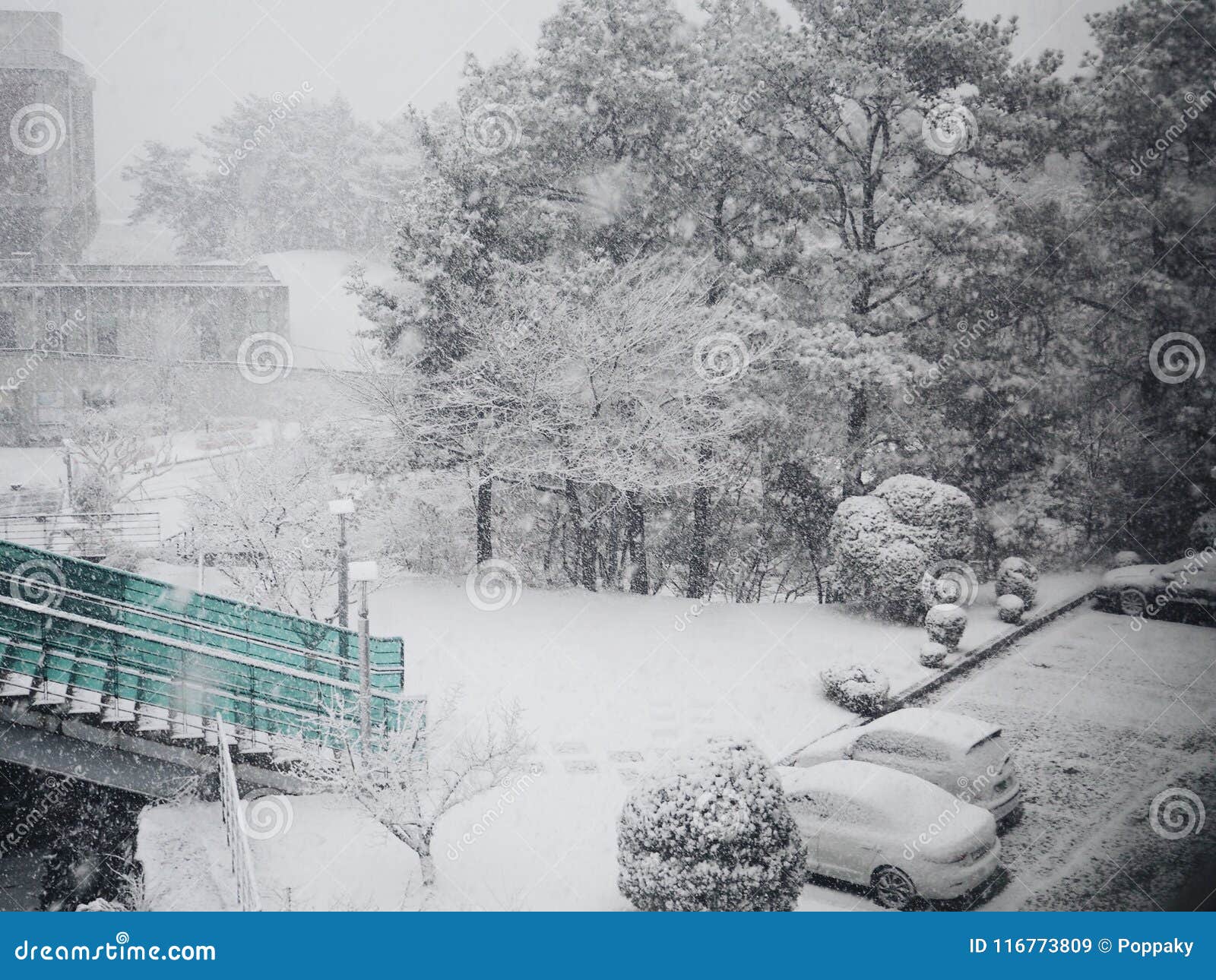 Snow coming stock image. Image of white, frozen, winter - 116773809