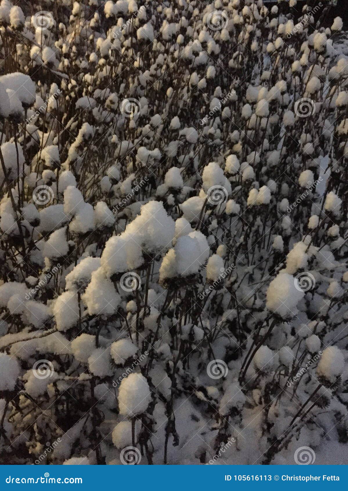 Snow cones stock image. Image of covered, botany, forbs - 105616113