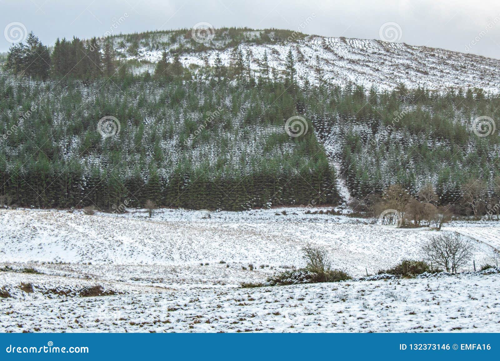 Snow on the Conifers of Mountains in Ireland Stock Photo - Image of ...