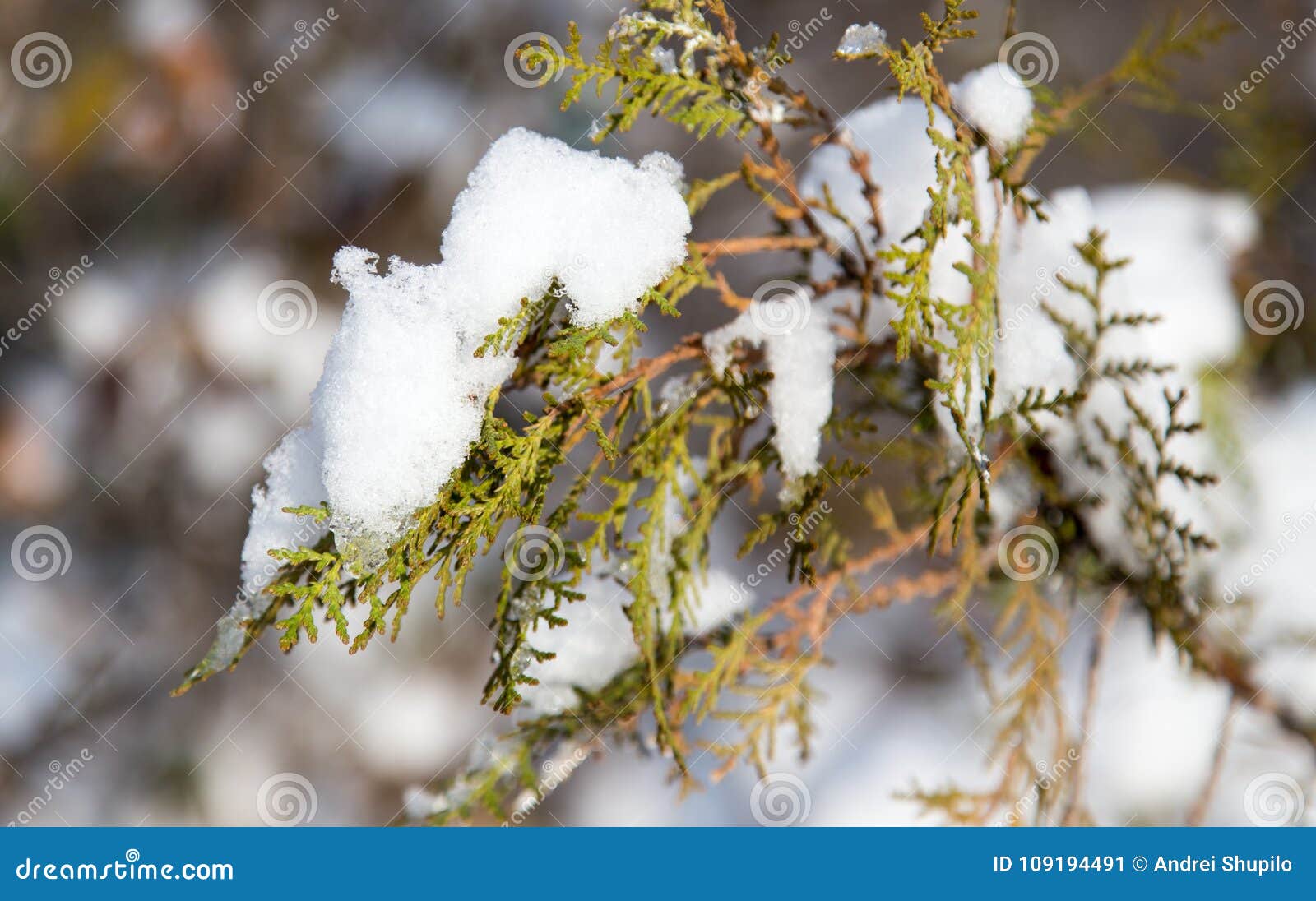 Snow on conifers in nature stock image. Image of backdrop - 109194491