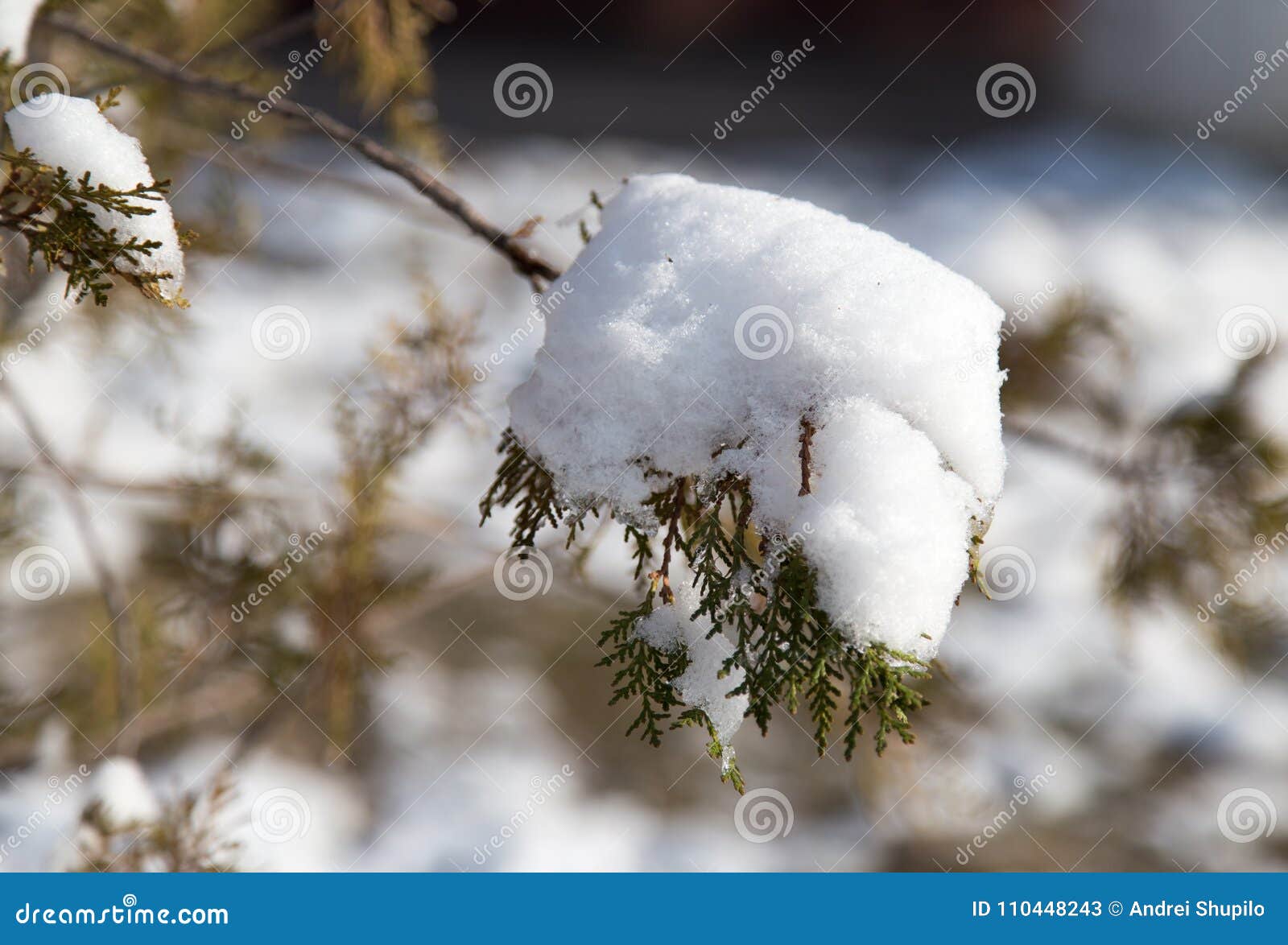 Snow on conifers in nature stock image. Image of bush - 110448243