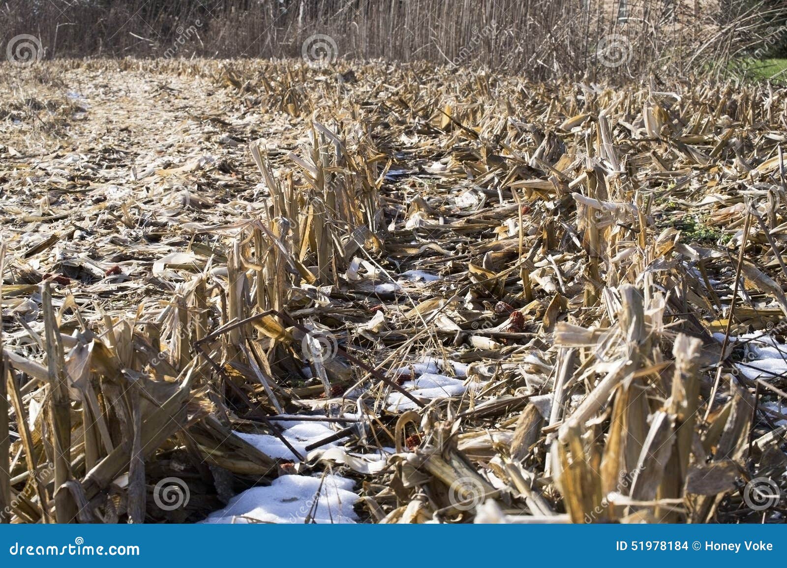 Snow in a corn field stock photo. Image of corn, field - 51978184