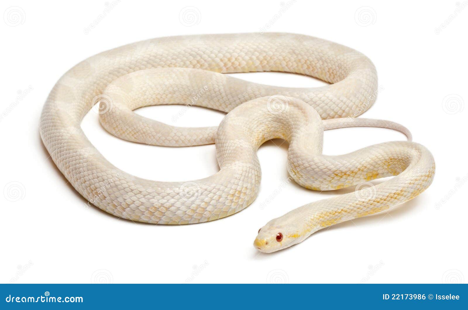 Yellow Corn Snake