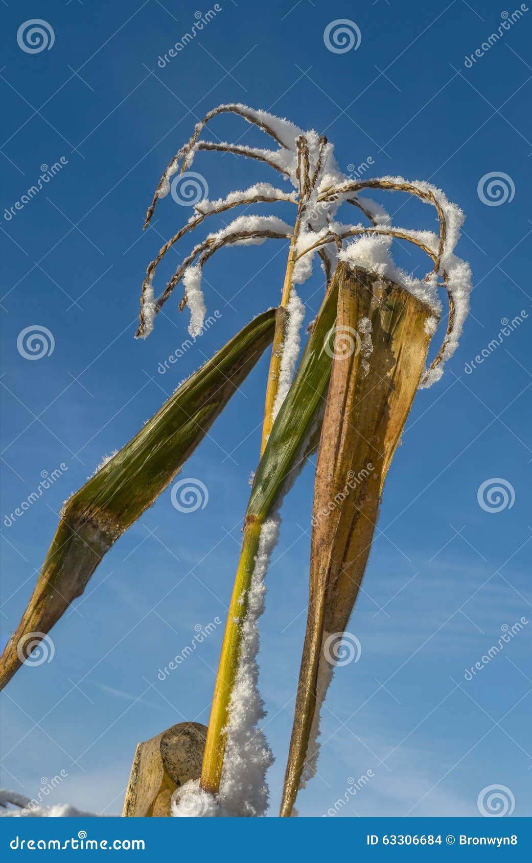 Snow on Cornstalk stock photo. Image of nature, vegetable - 63306684