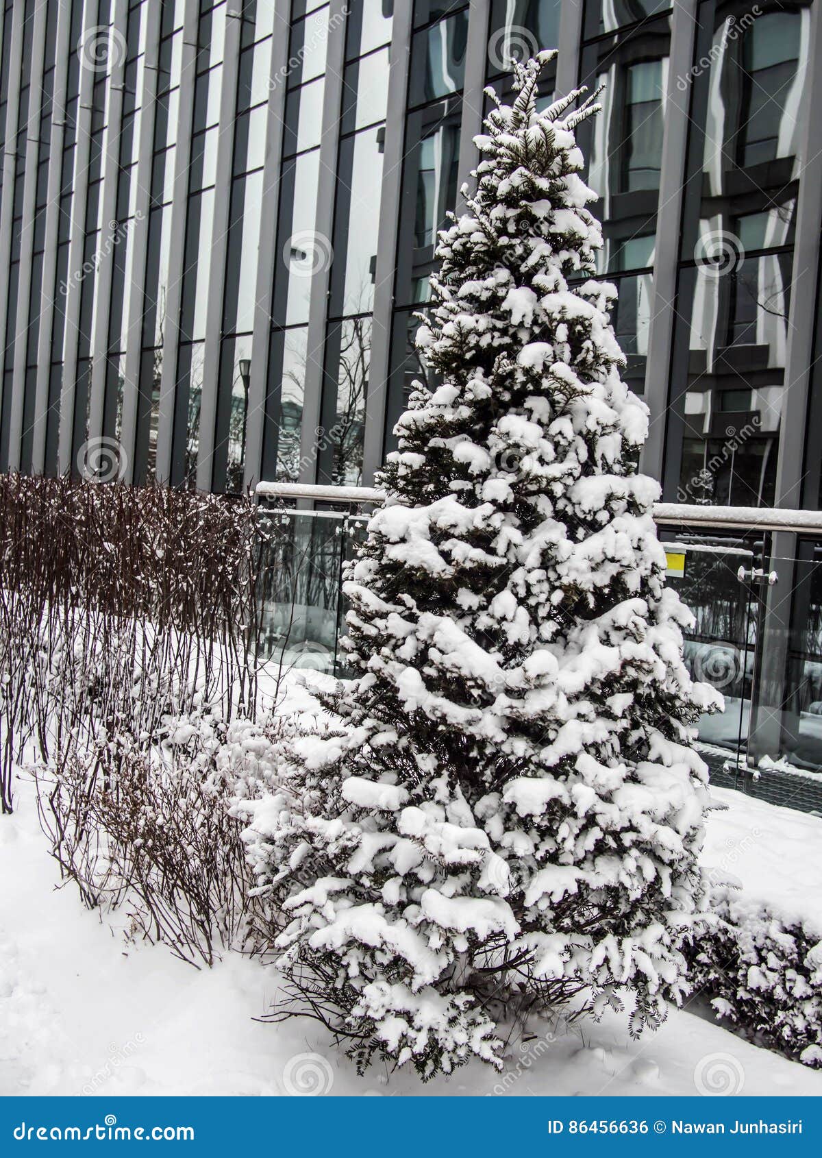 Snow Cover Pine Tree at Outdoor Stock Photo - Image of plant, snowy ...