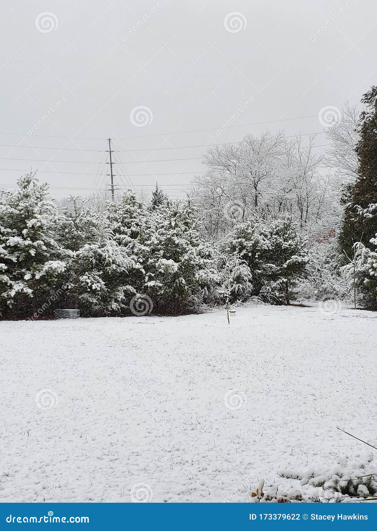 Snow Cover Pine Trees stock photo. Image of cover, trees - 173379622