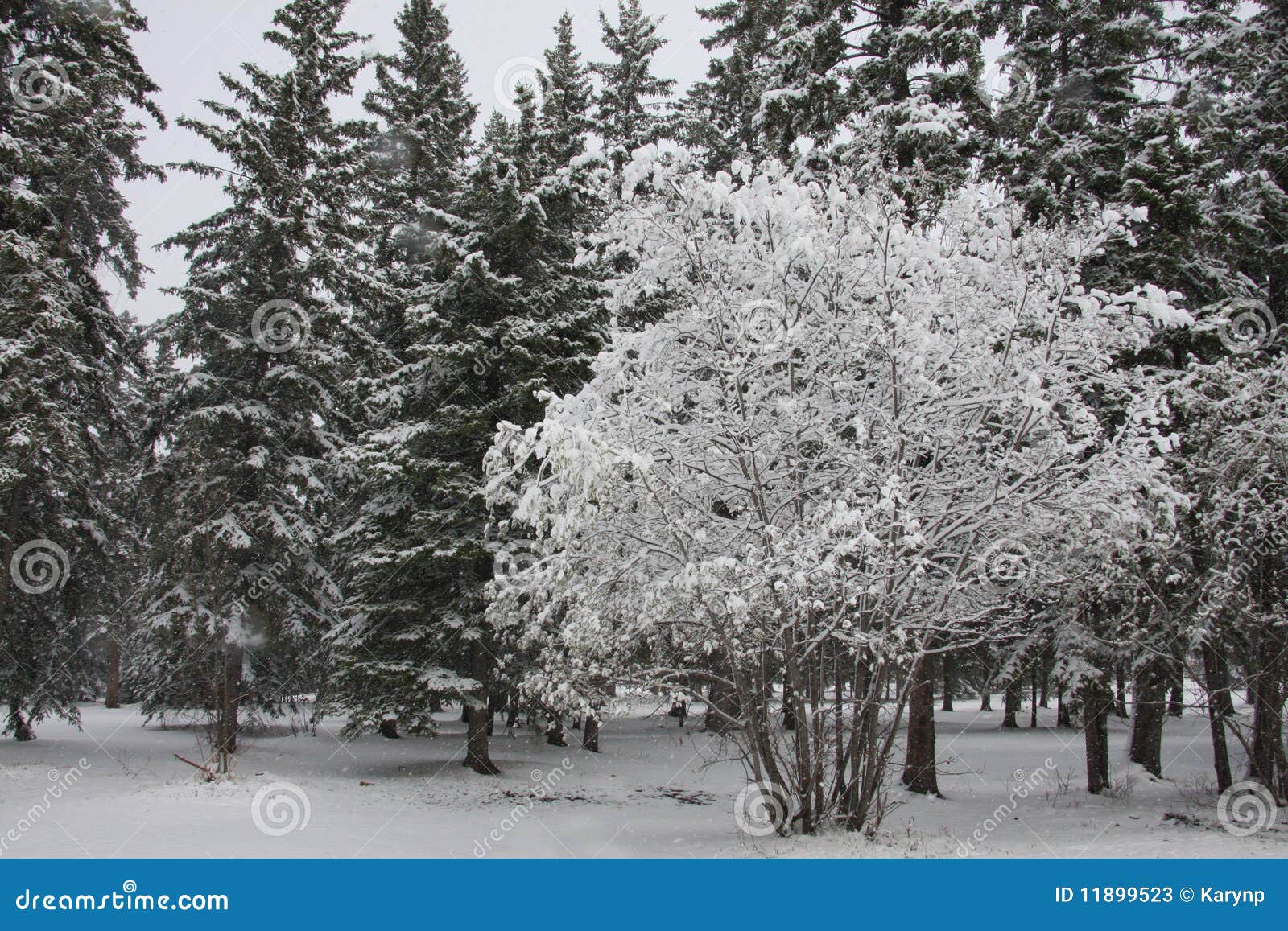 Snow cover tree in forest stock image. Image of john - 11899523