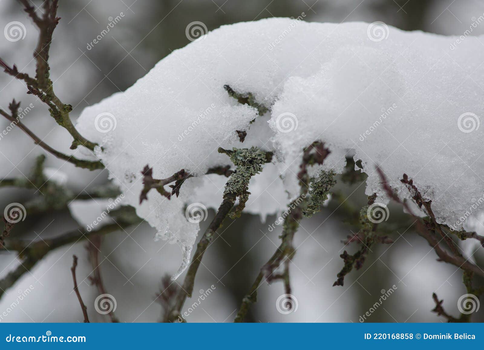 Snow Cover on the Tree in Nature Stock Photo - Image of background ...