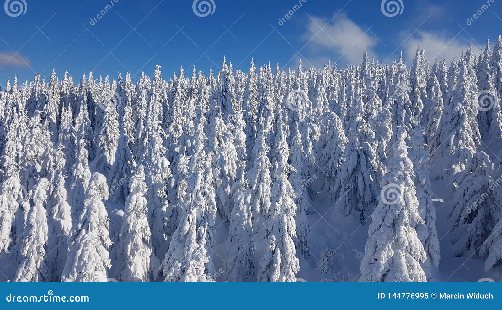 Snow-cover trees stock image. Image of winter, holiday - 144776995