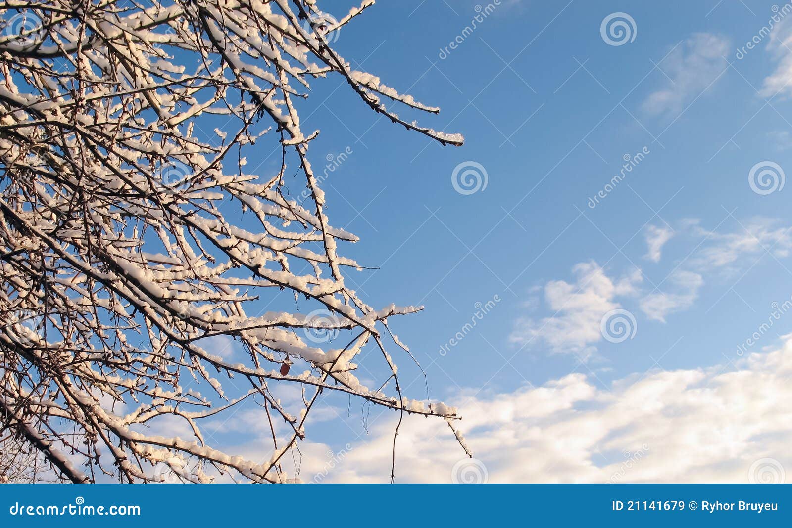 Snow covered stock image. Image of ecosystem, environmental - 21141679
