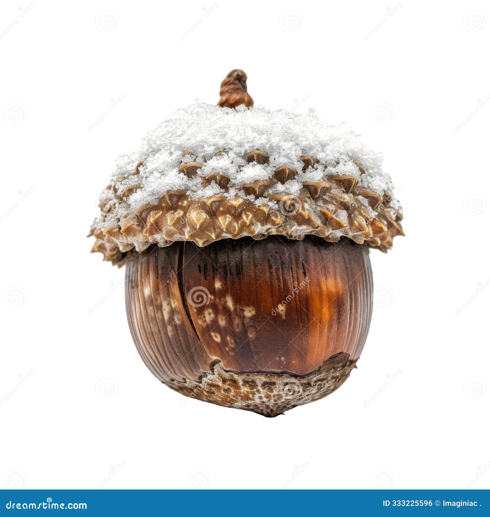 A Snow-Covered Acorn with a Brown Shell Stock Illustration ...
