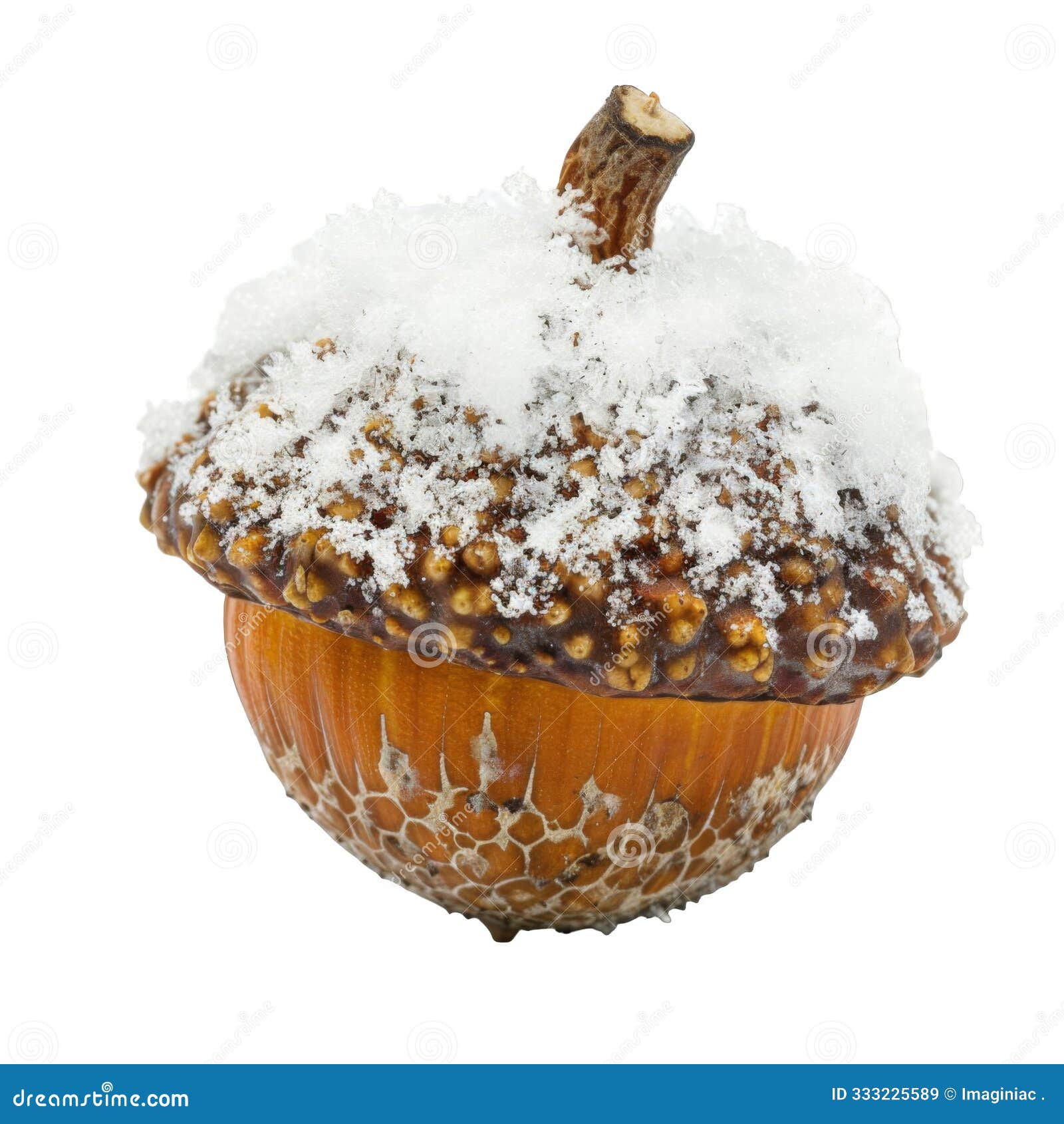 Snow-Covered Acorn with Cap and Stem Stock Illustration - Illustration ...
