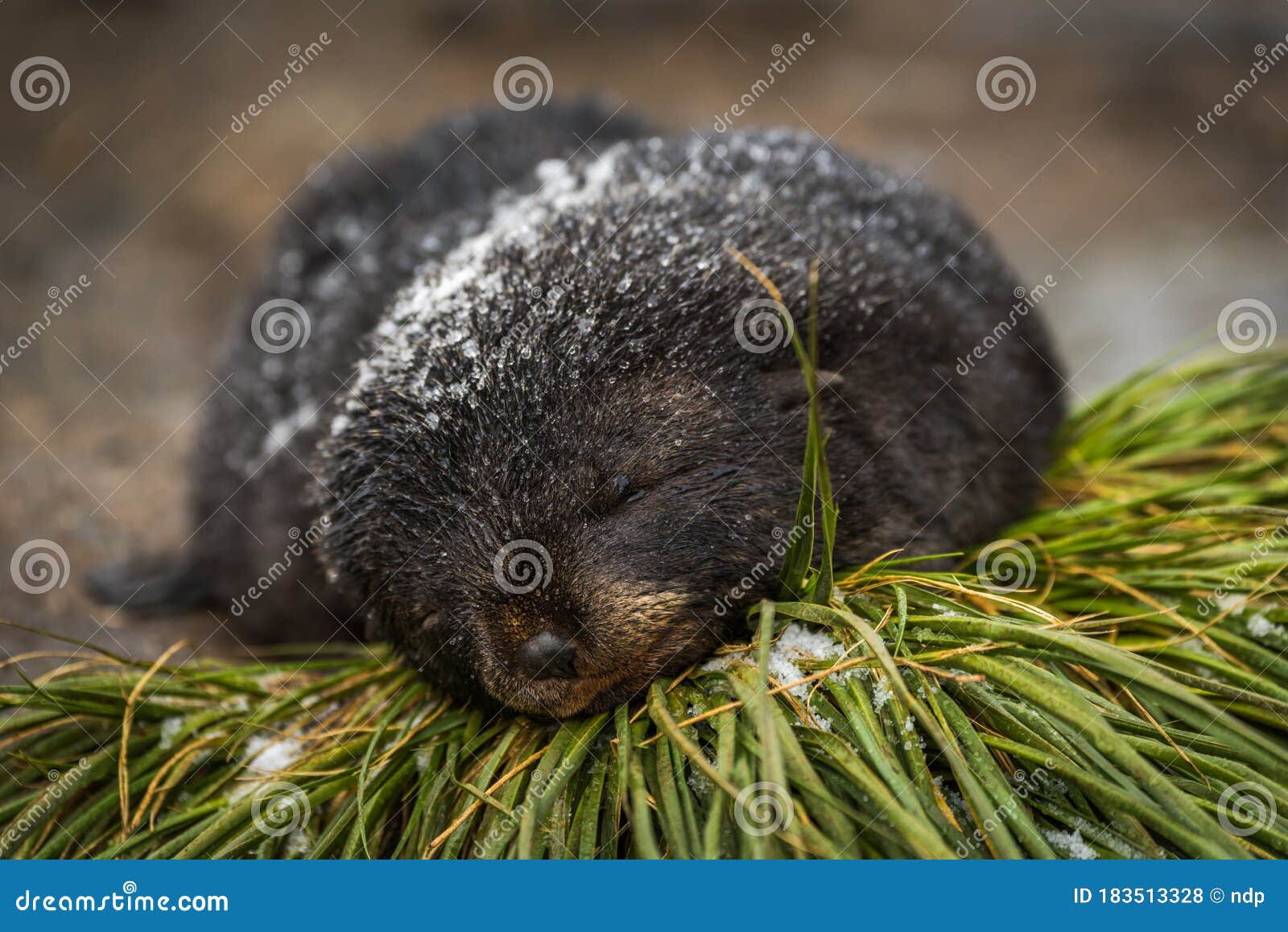 Snow-covered Antarctic Fur Seal Pup on Grass Stock Photo - Image of ...