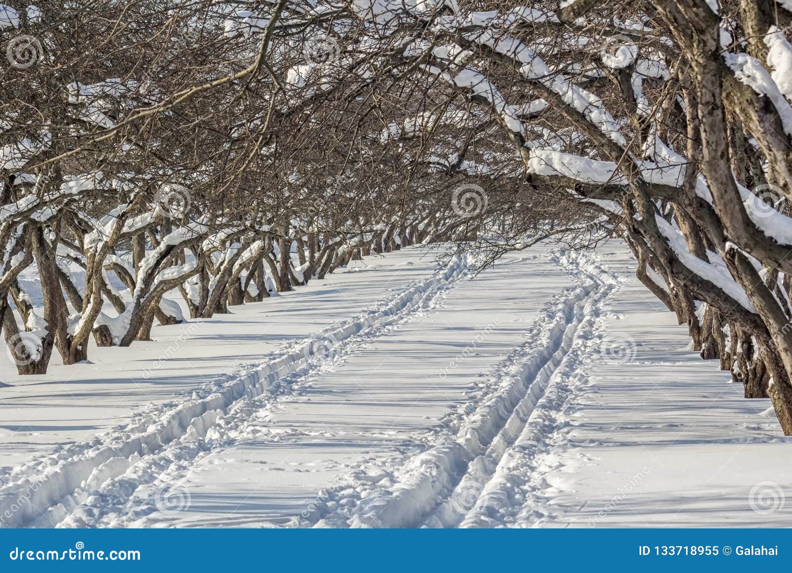 Snow-covered Apple Trees in an Orchard on a Winter Day Stock Image ...