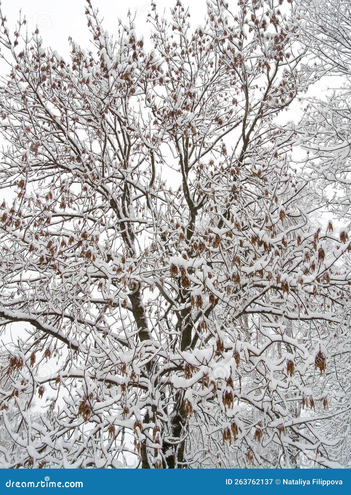Snow covered ash stock image. Image of weather, nature - 263762137