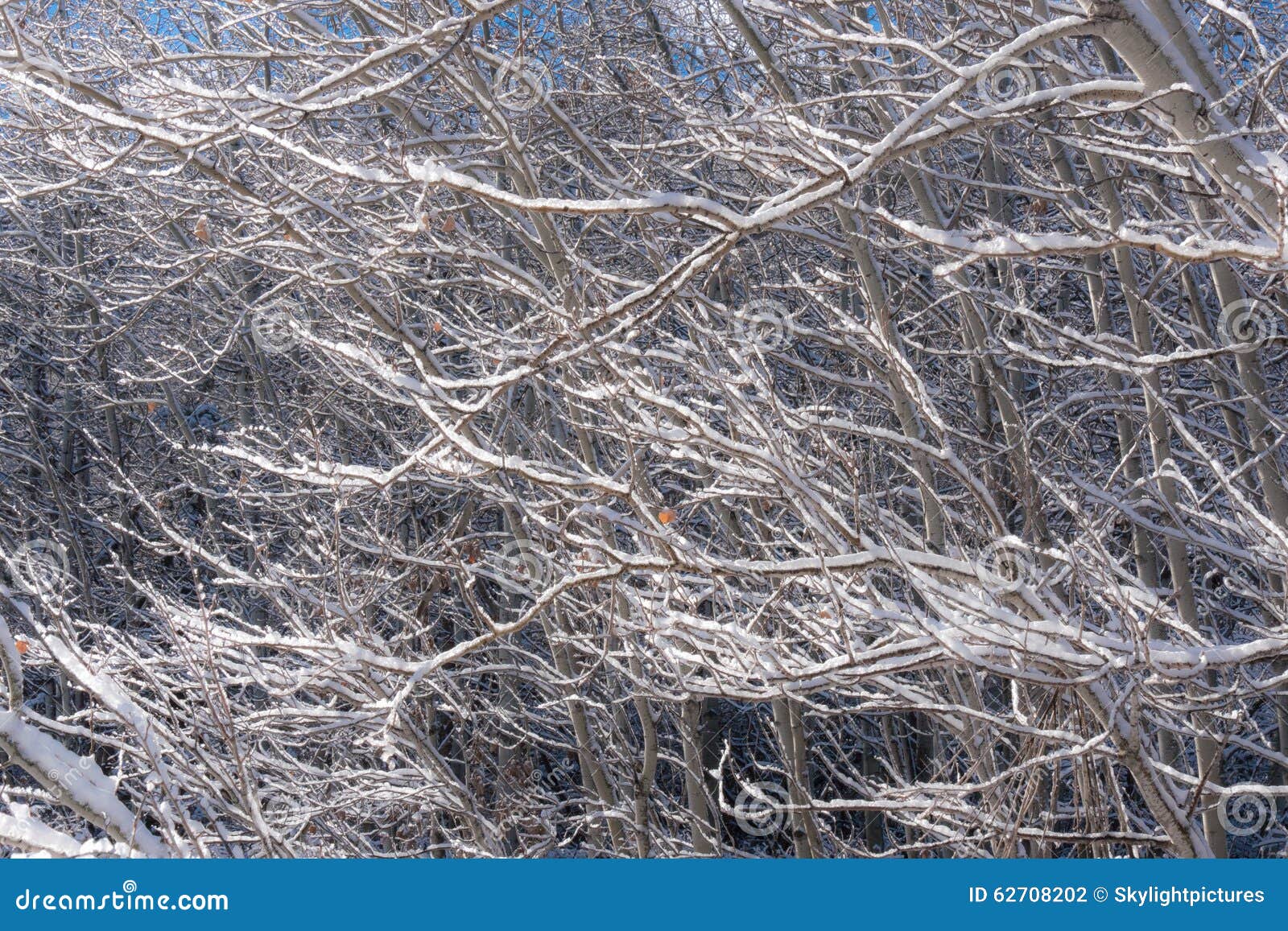 Snow Covered Aspen Tree Branches Stock Photo - Image of sunlight, trees ...