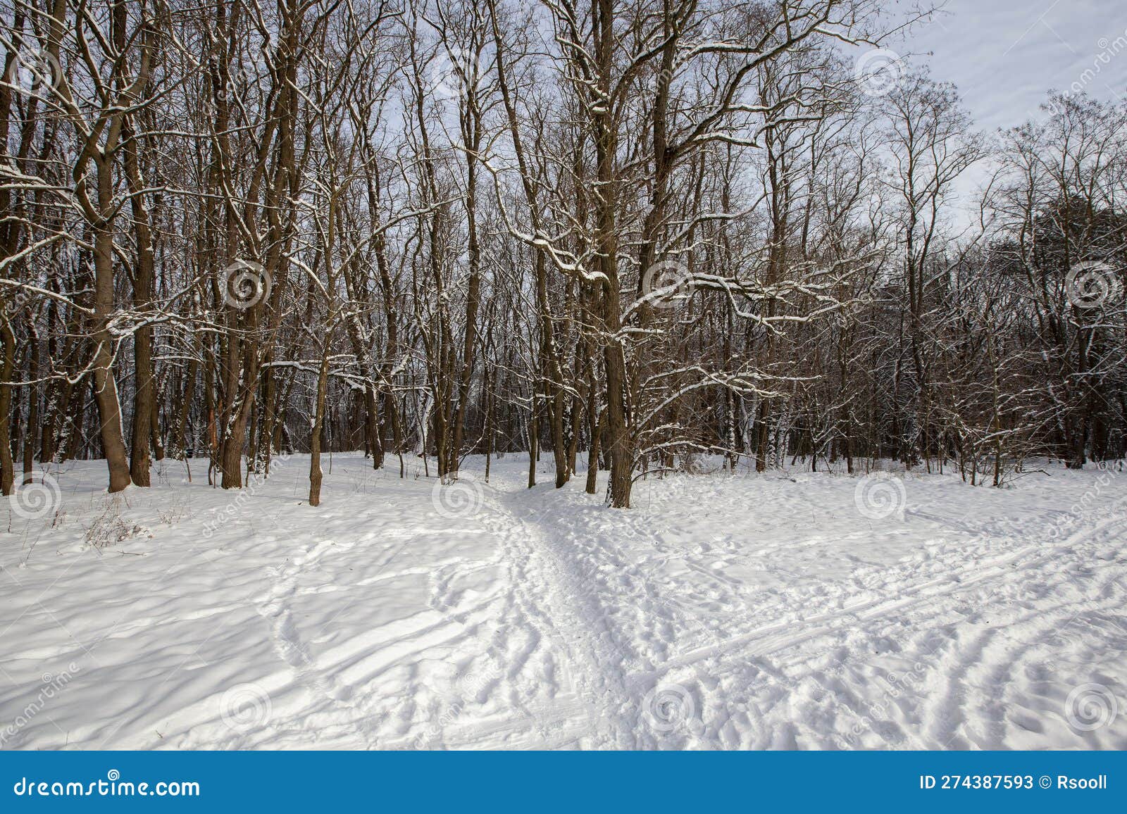 Snow-covered Bare Deciduous Trees in Winter Stock Image - Image of ...