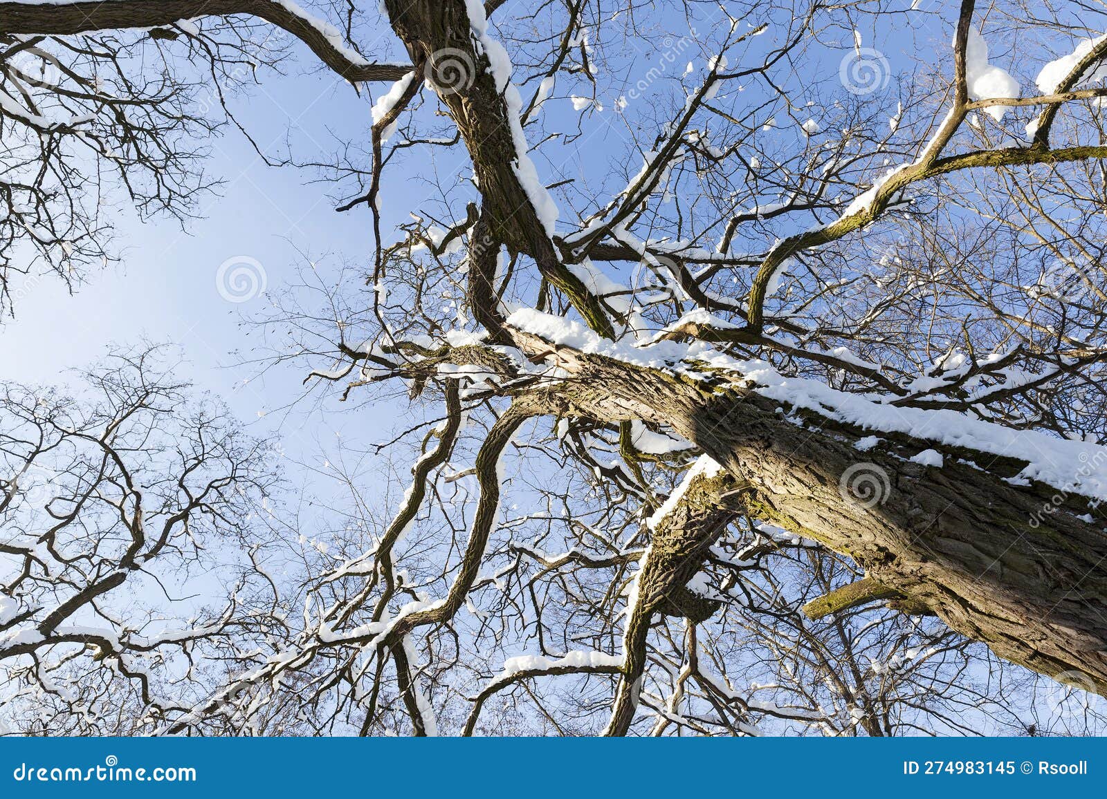 Snow-covered Bare Deciduous Trees in Winter Stock Image - Image of snow ...