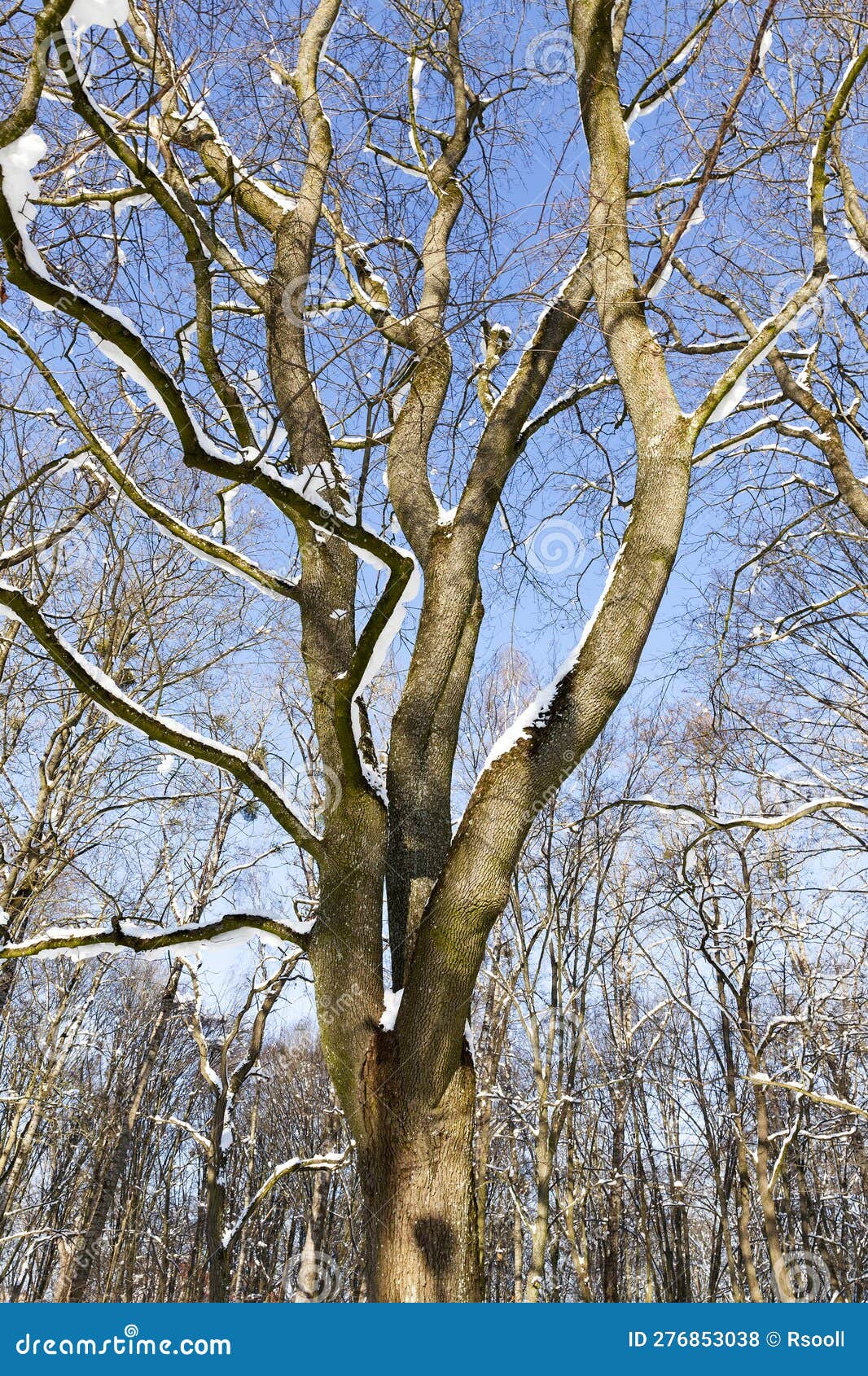 Snow-covered Bare Deciduous Trees in Winter Stock Photo - Image of ...