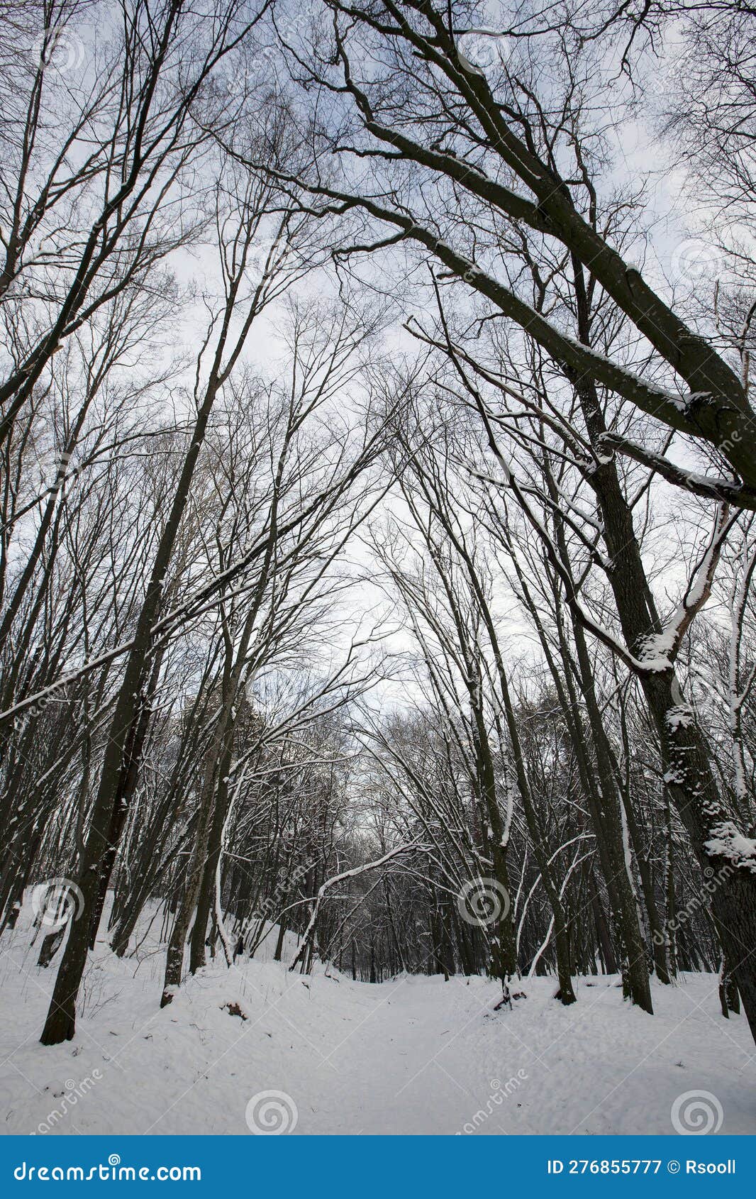 Snow-covered Bare Deciduous Trees in Winter Stock Image - Image of snow ...