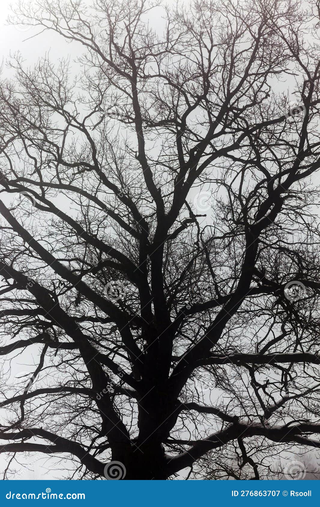 Snow-covered Bare Deciduous Trees in Winter Stock Image - Image of bare ...