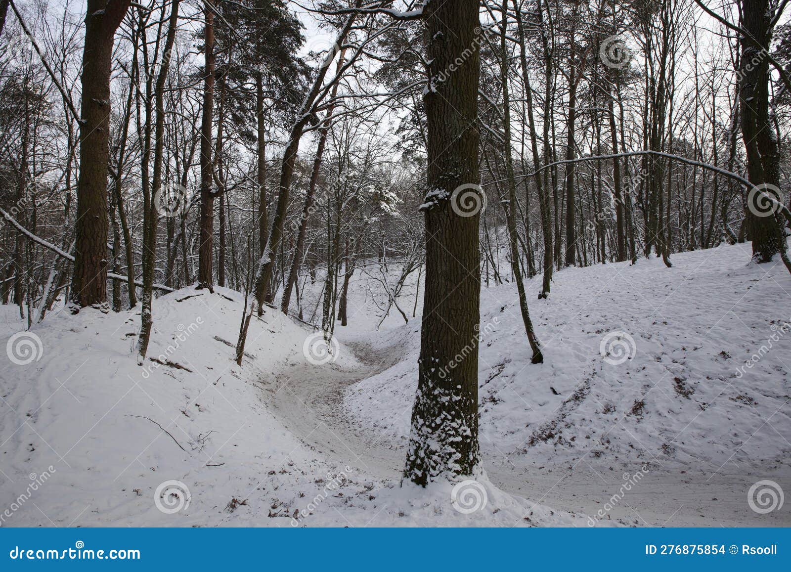 Snow-covered Bare Deciduous Trees in Winter Stock Photo - Image of tree ...