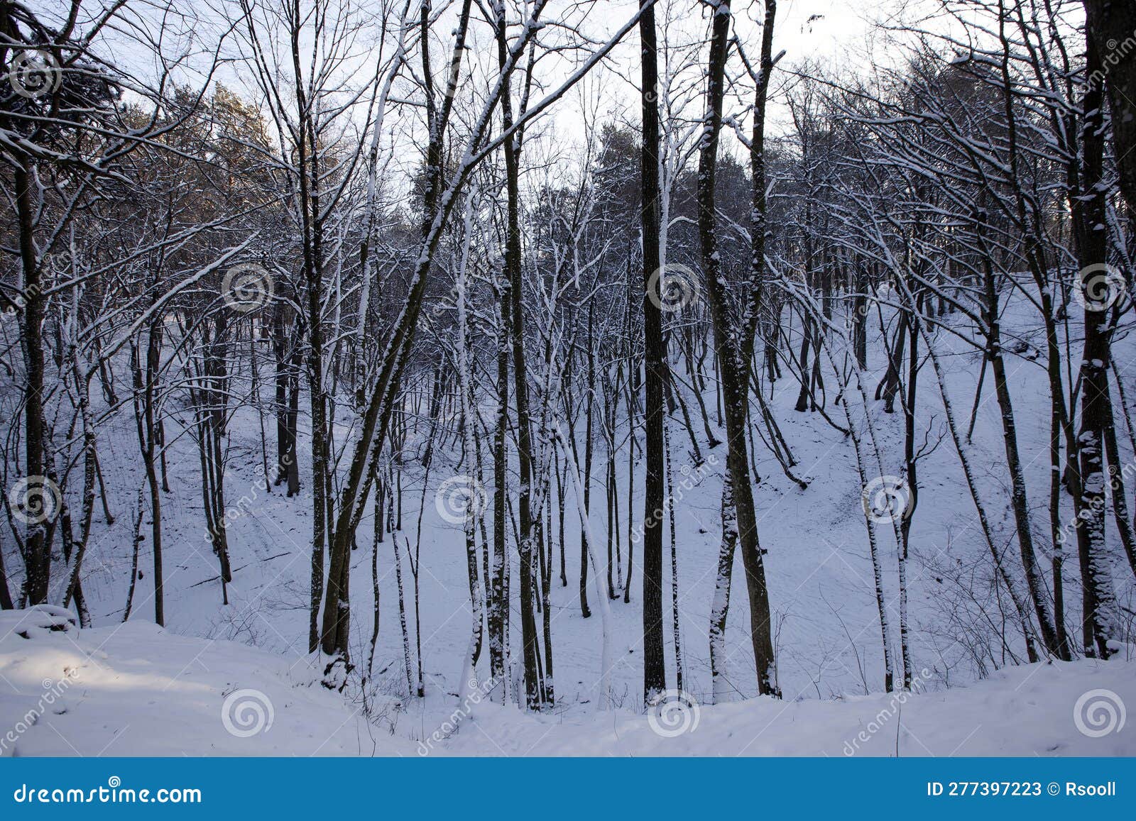Snow-covered Bare Deciduous Trees in Winter Stock Image - Image of ...