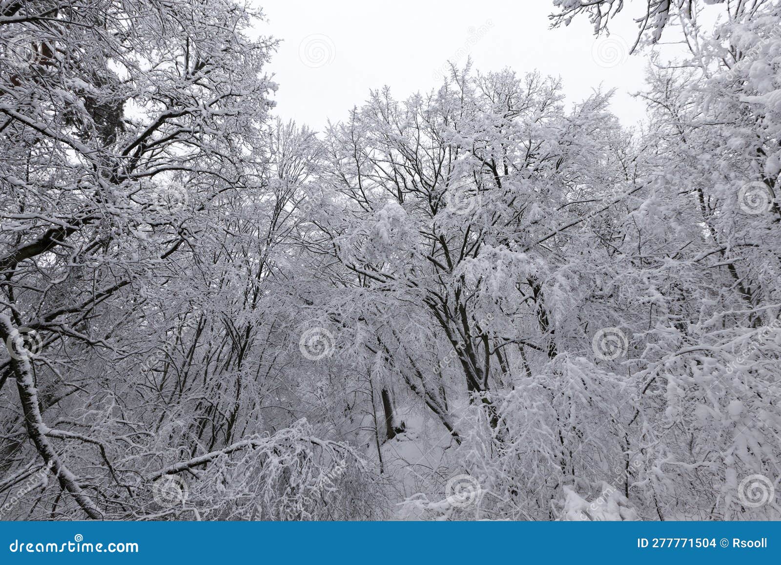 Snow-covered Bare Deciduous Trees in Winter Stock Photo - Image of ...