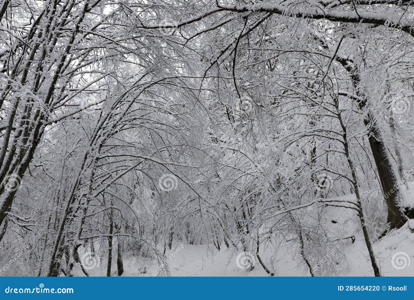Snow-covered Bare Deciduous Trees in Winter Stock Photo - Image of ...